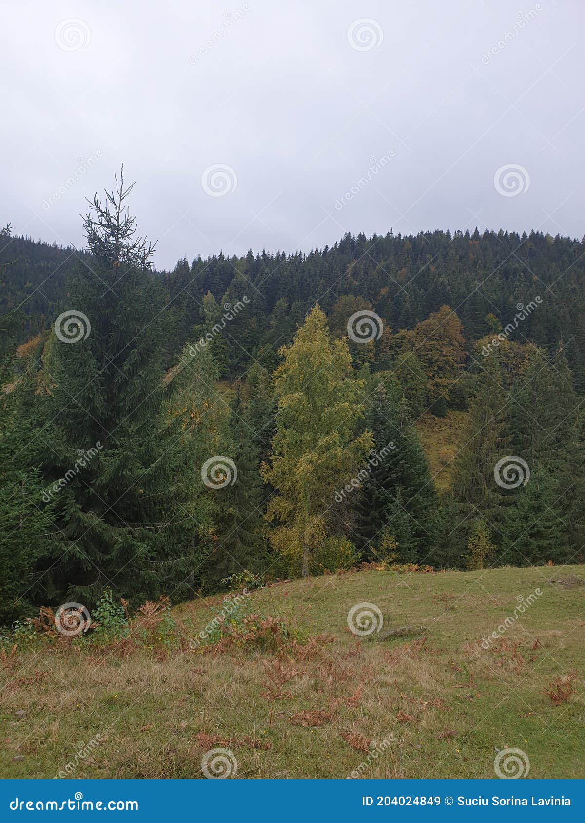 Mountain, Different Type of Trees Stock Image - Image of nature, autumn ...