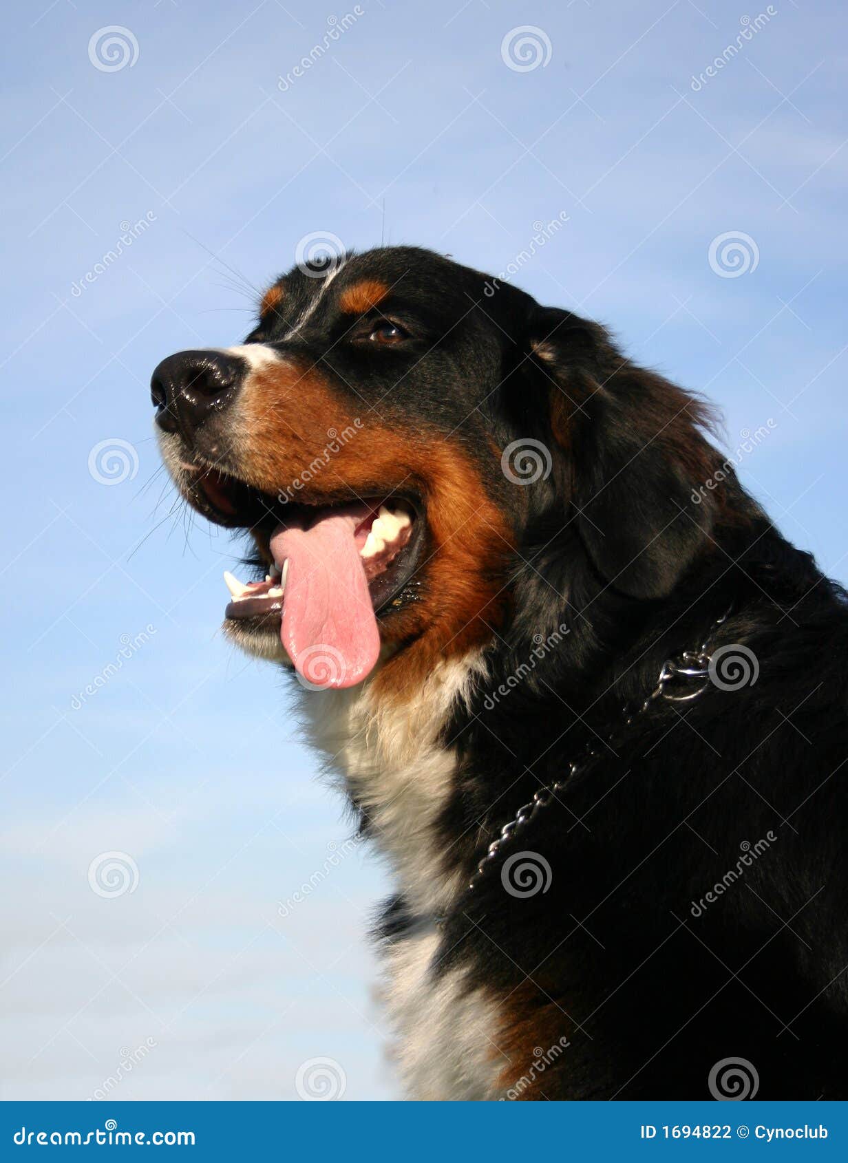 Mountain dog stock photo. Image of puppy, mountain, guard - 1694822