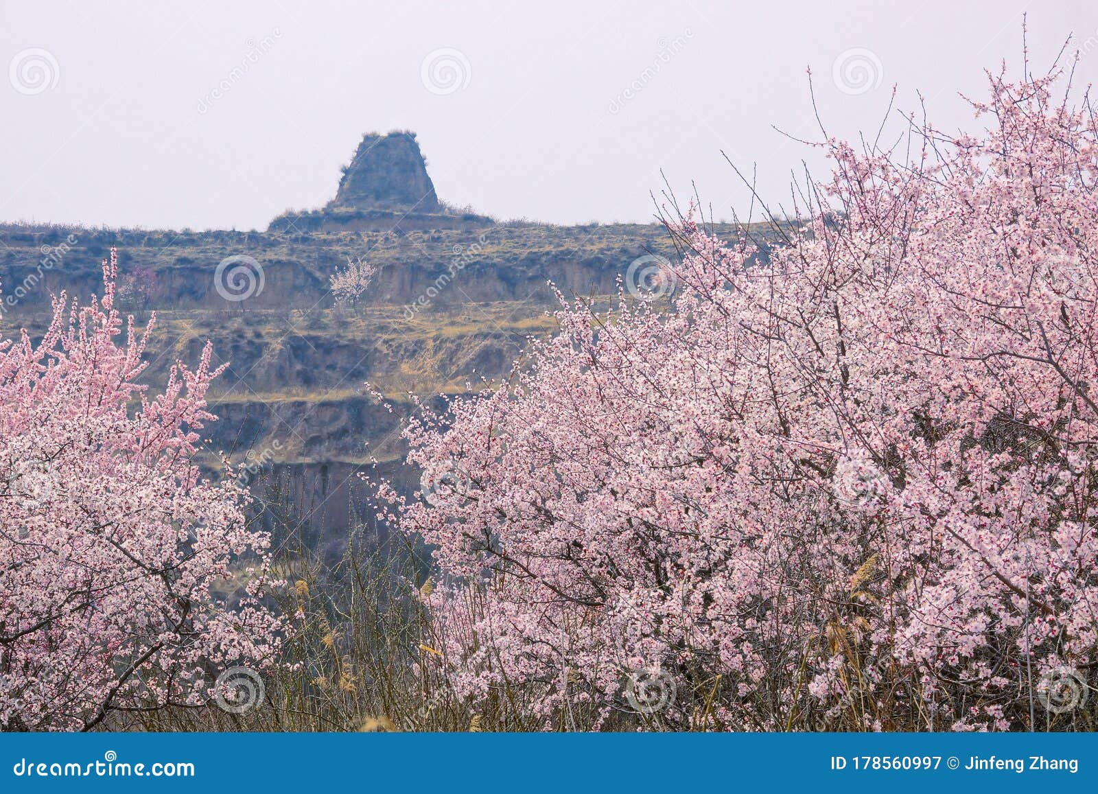 Mountain early spring stock image. Image of hills, flower - 178560997