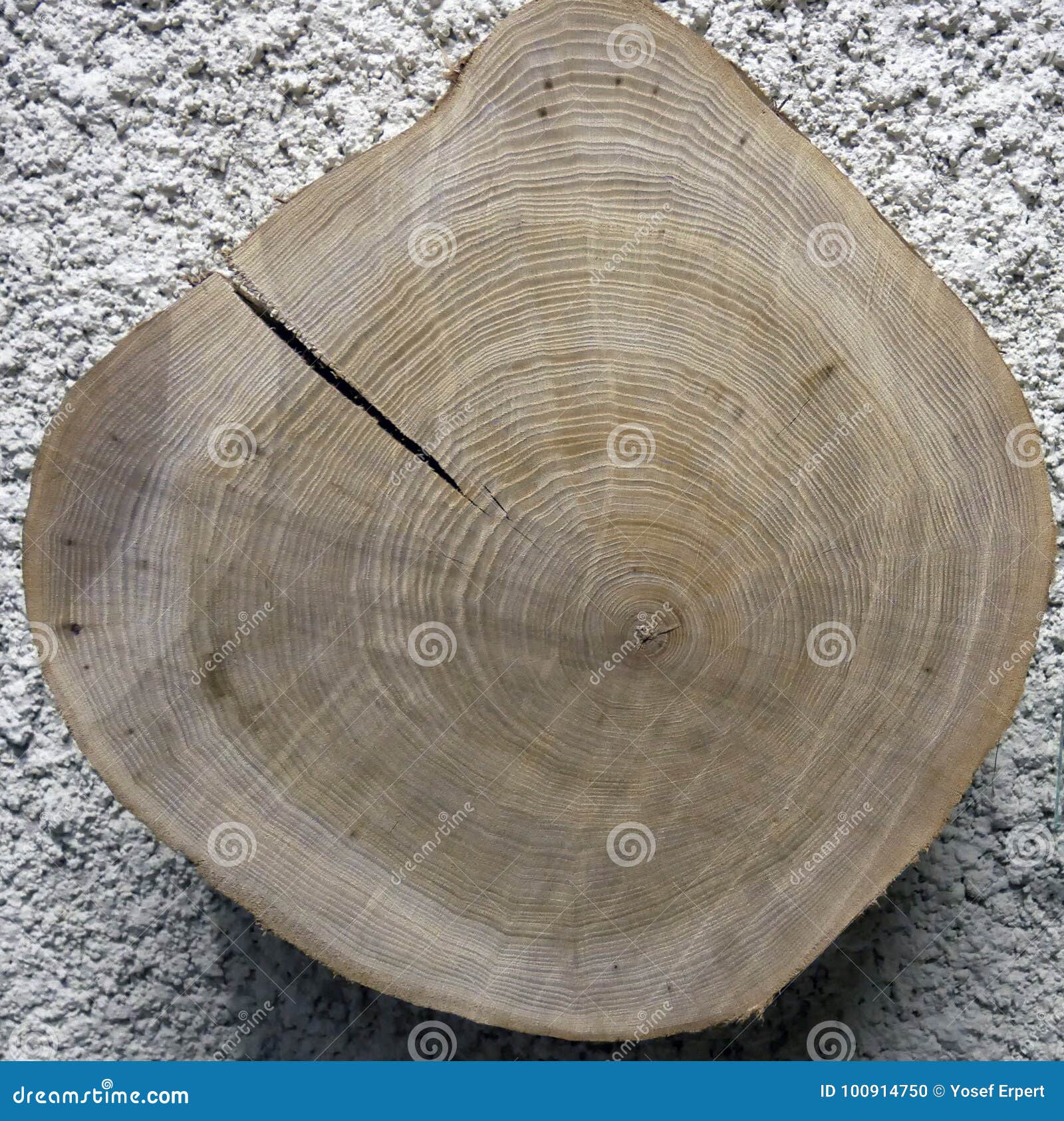 The mountain elm stock photo. Image of annual, growth - 100914750