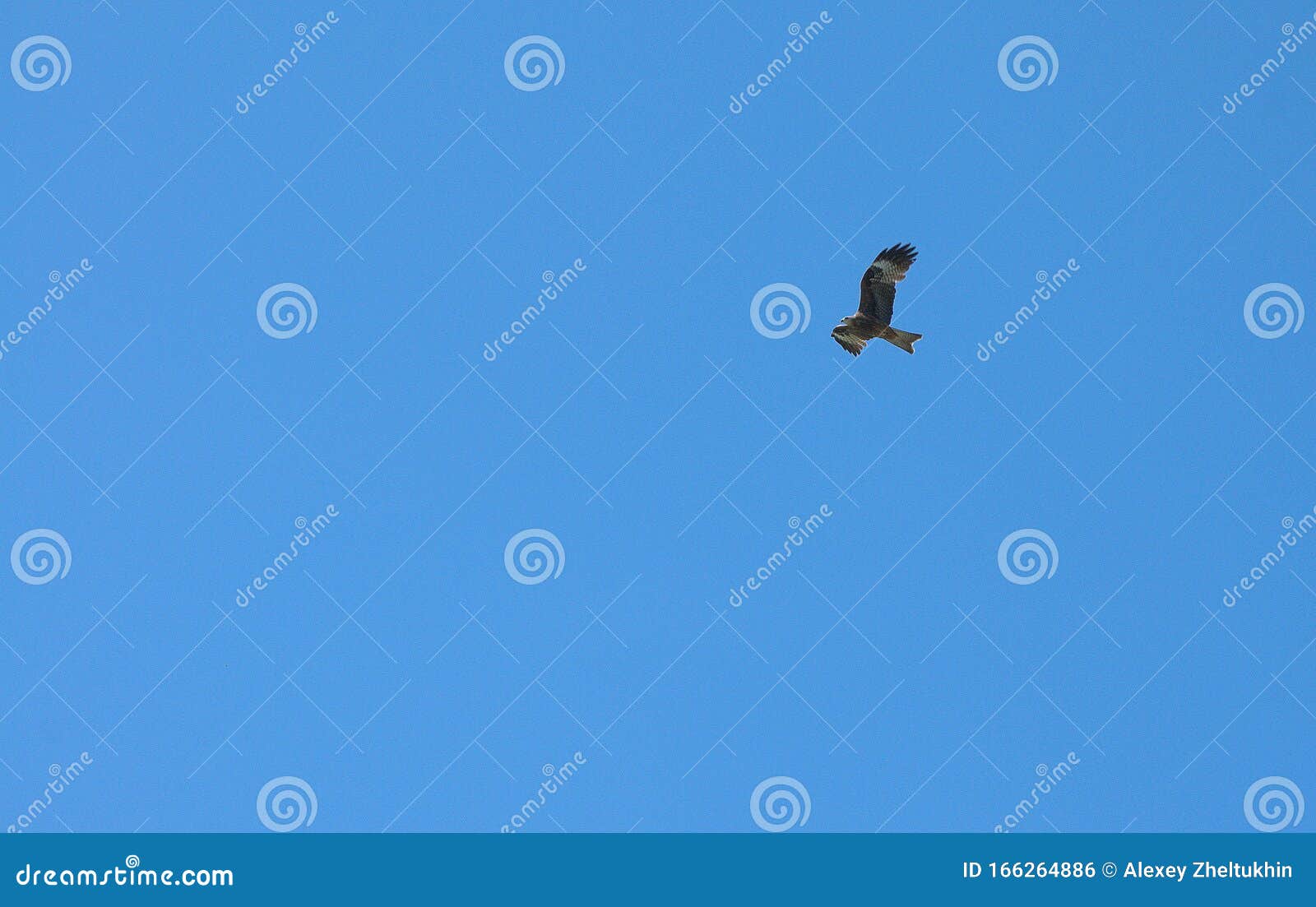 Mountain Falcon Spread Its Wings in Flight Against the Blue Sky Stock ...