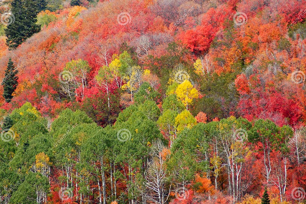 Mountain fall colors stock image. Image of mountains, wilderness - 267513