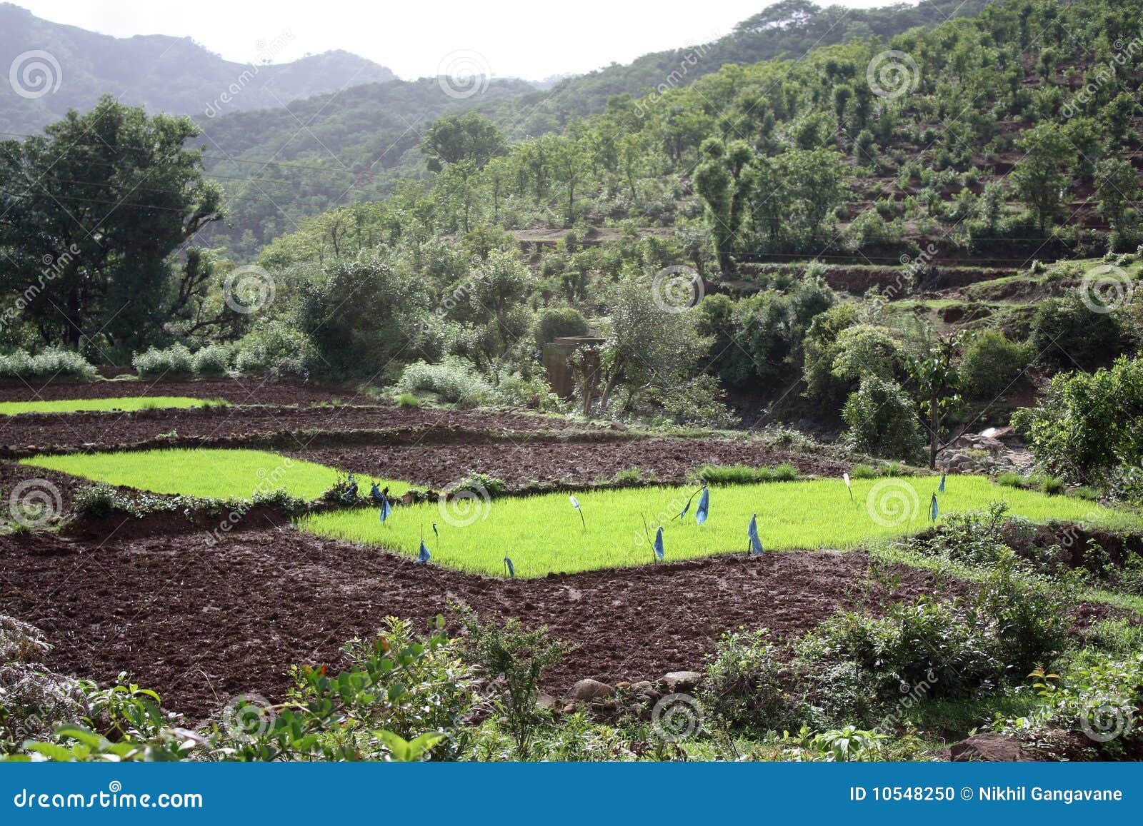 Mountain Farming stock photo. Image of hill, mountainous - 10548250