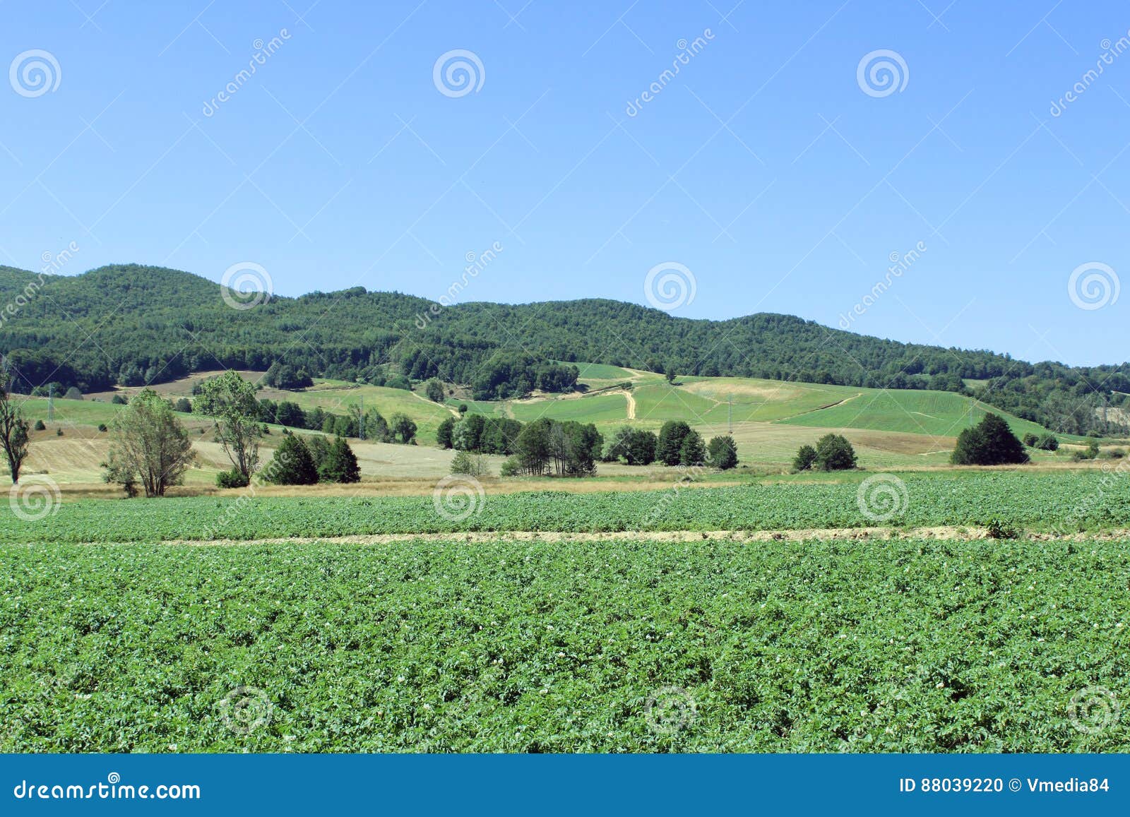 Mountain Farming, Trees in Nature Stock Photo - Image of cultivator ...