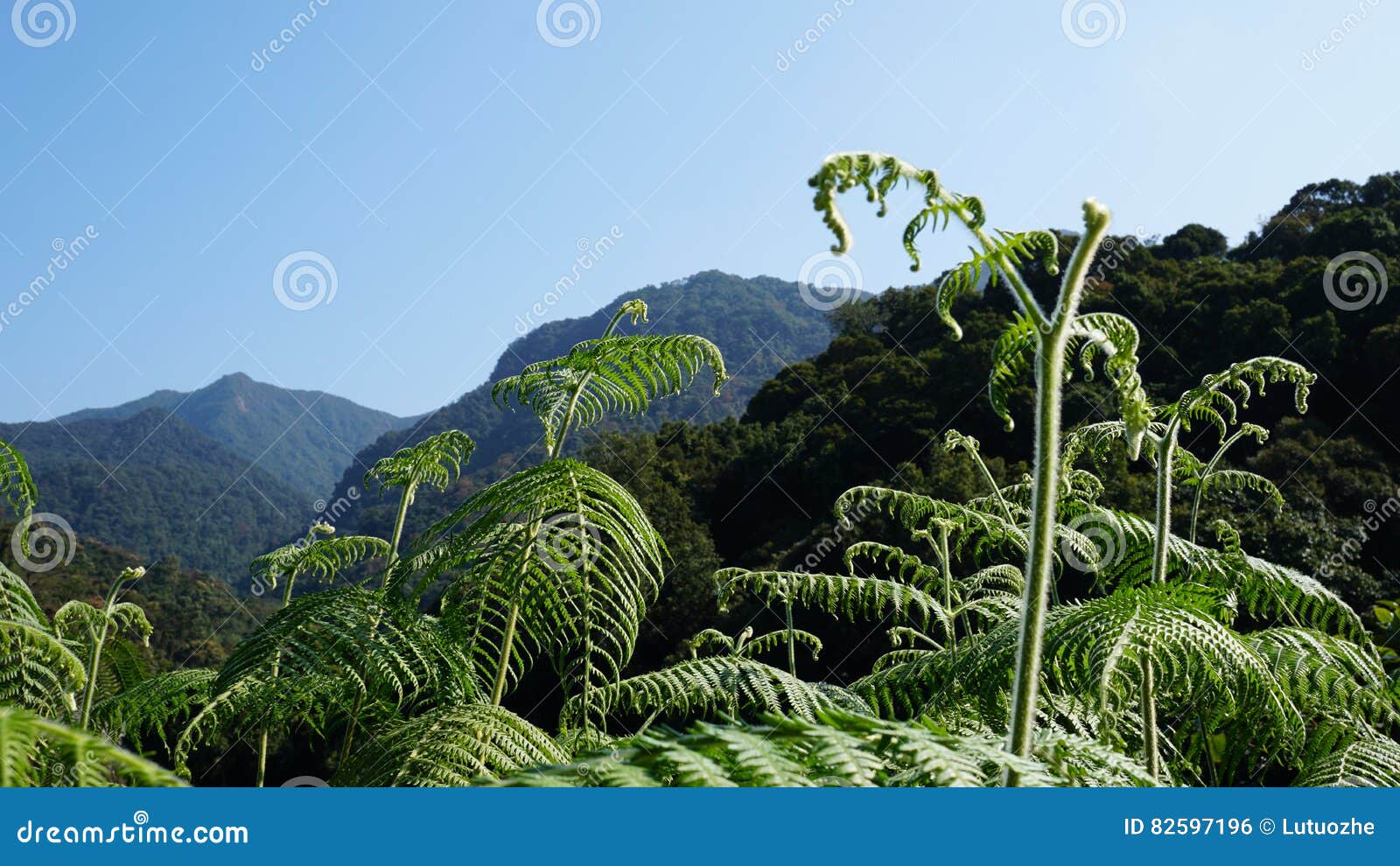 Mountain Ferns and Blue Sky Stock Photo - Image of travel, fall: 82597196