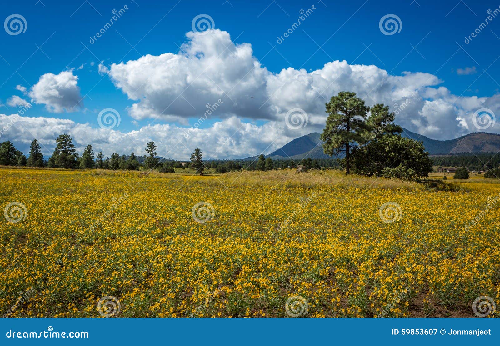 Mountain field meadow stock image. Image of meadow, textures - 59853607