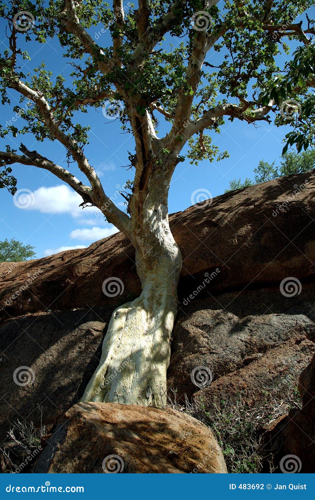 Mountain fig stock photo. Image of bark, ficus, rock, tree - 483692