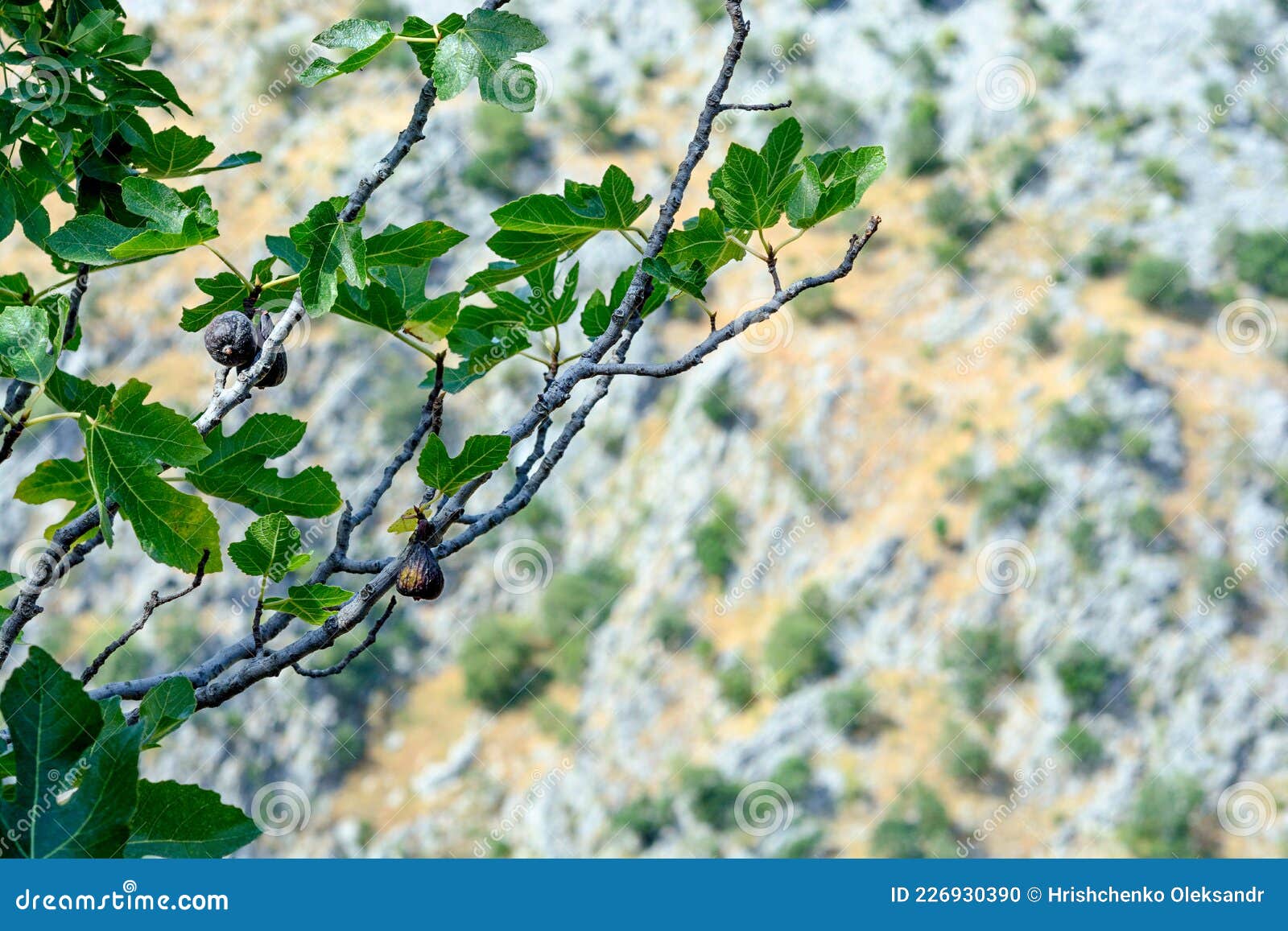 Mountain figs on a tree stock photo. Image of mountain - 226930390