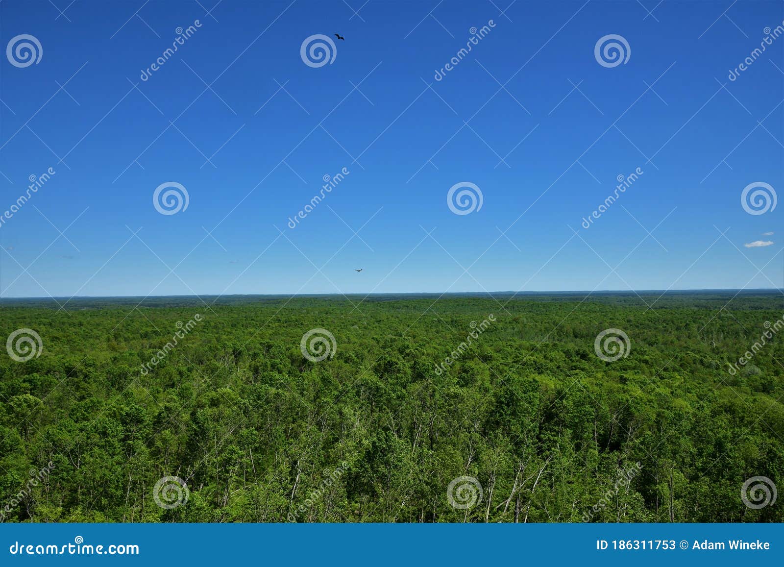 Mountain Fire Tower Scenic View Birds Flying Over the Canopy Stock ...