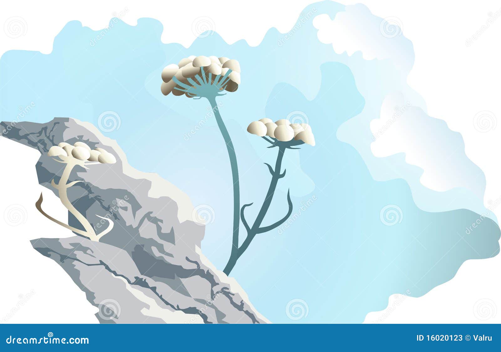 Mountain flower stock vector. Illustration of granite - 16020123