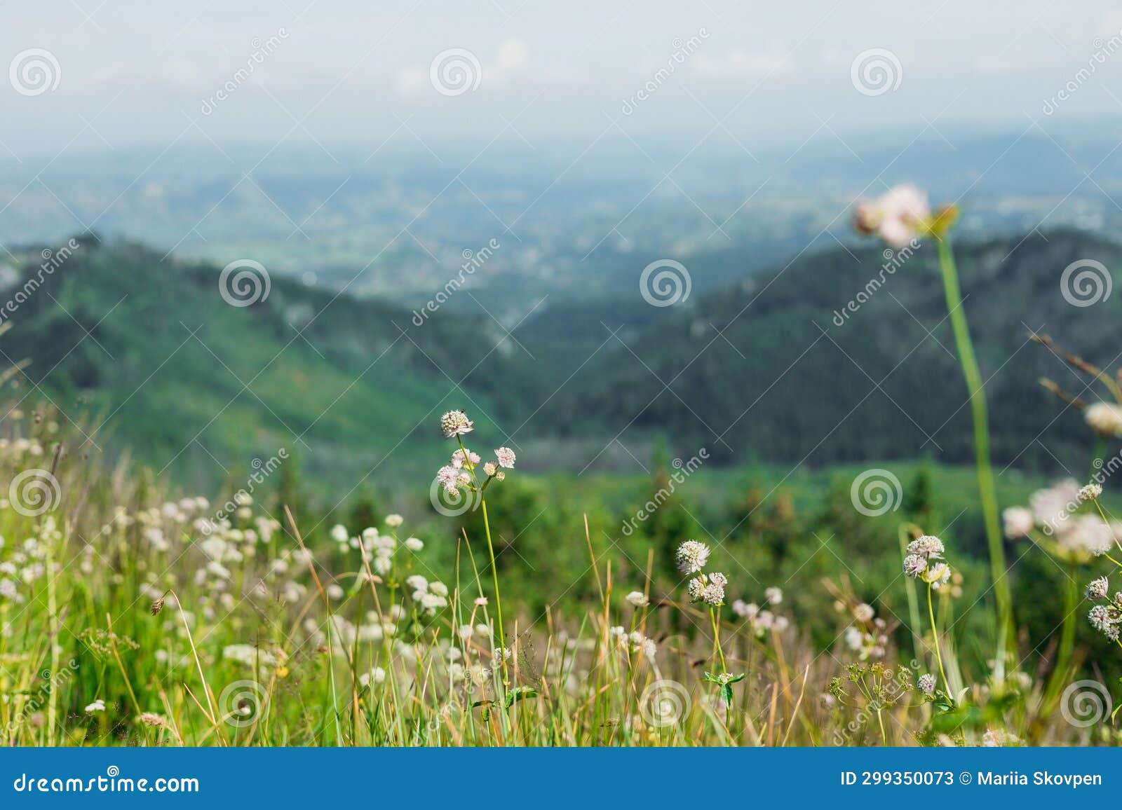 Mountain Flower Meadow in Springtime. Fresh Wild Flowers. Stock Image ...