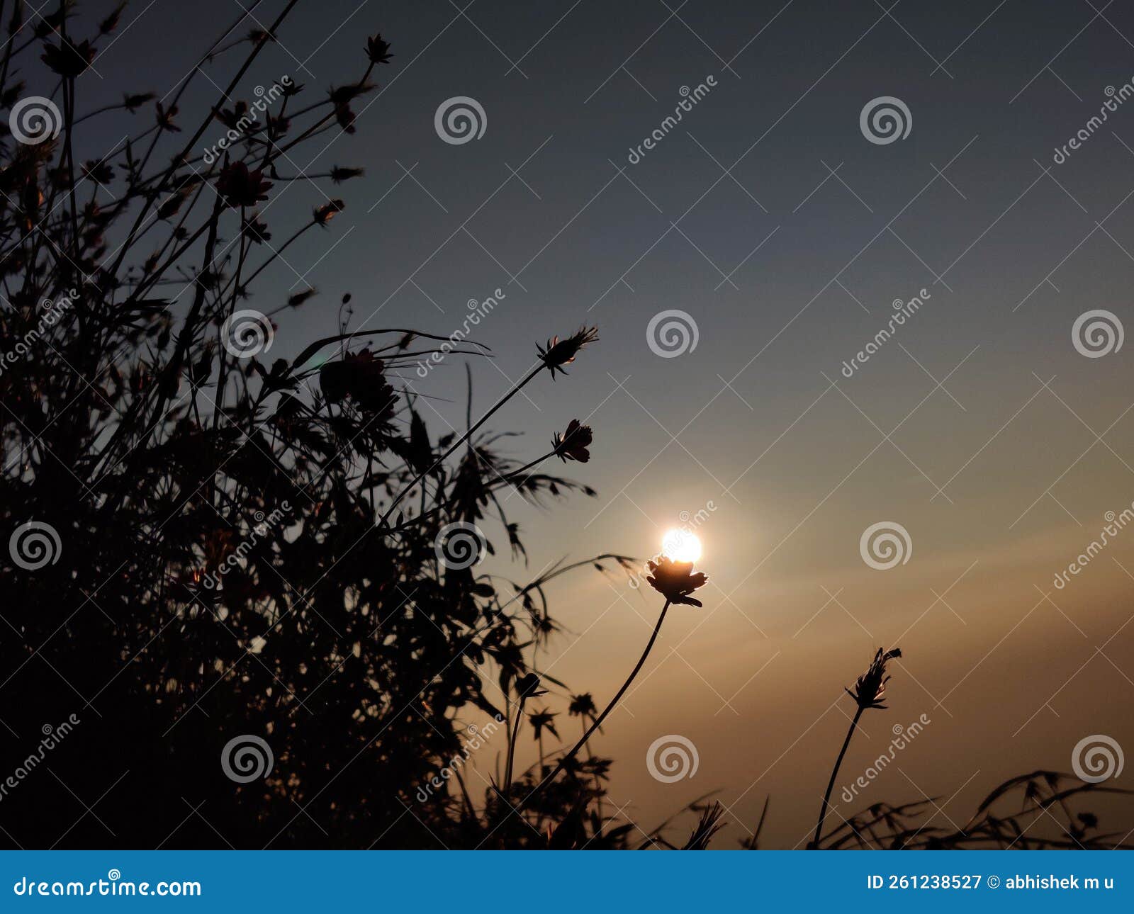 Mountain flower point stock image. Image of sunlight - 261238527