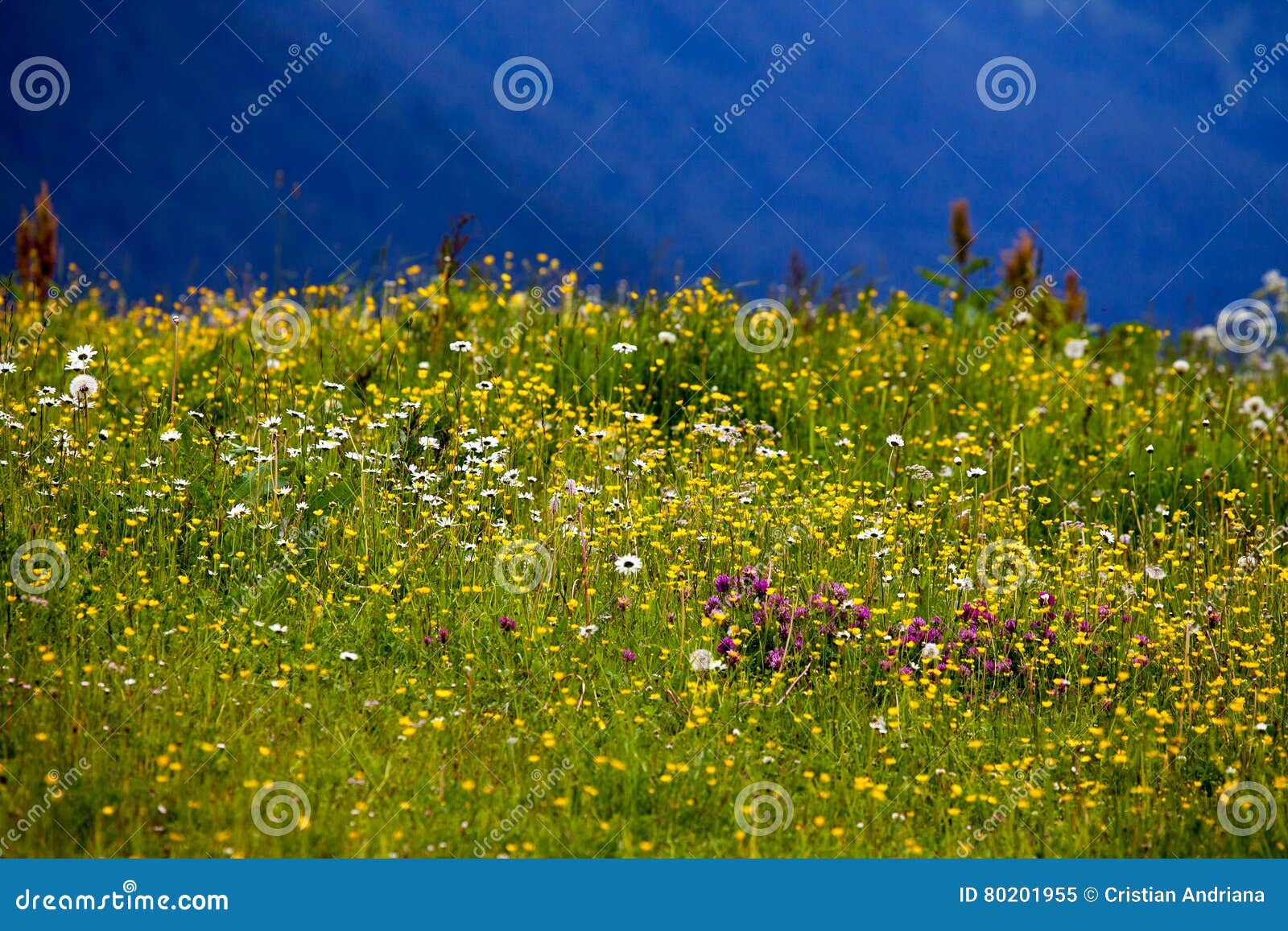 Mountain Flowers in the Austrian Alps Stock Image - Image of austria ...