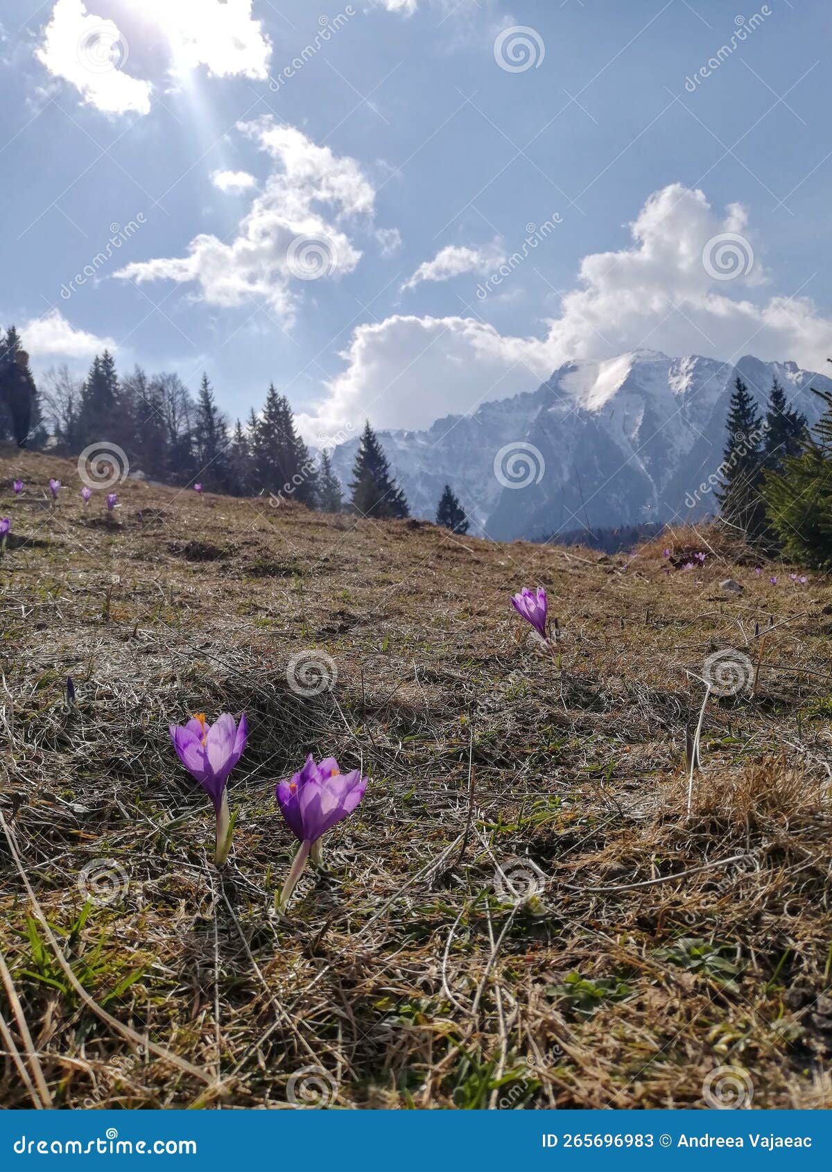Mountain Flowers during Spring Stock Image - Image of purple, seasons ...