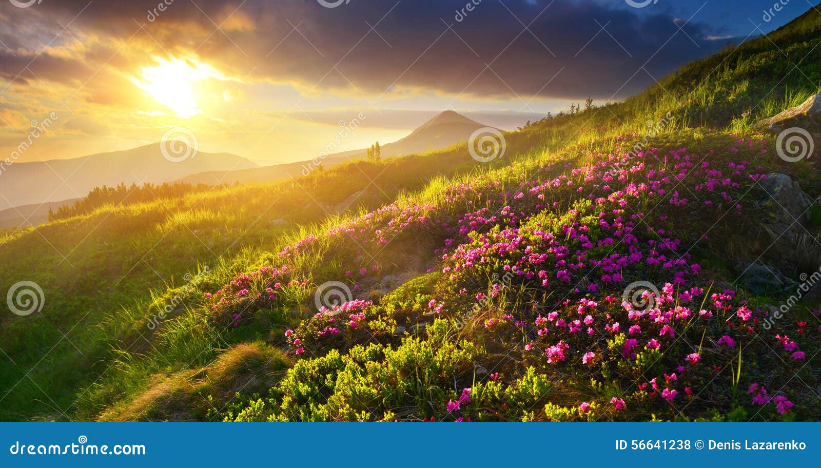 Mountain flowers stock photo. Image of flowers, sunshine - 56641238