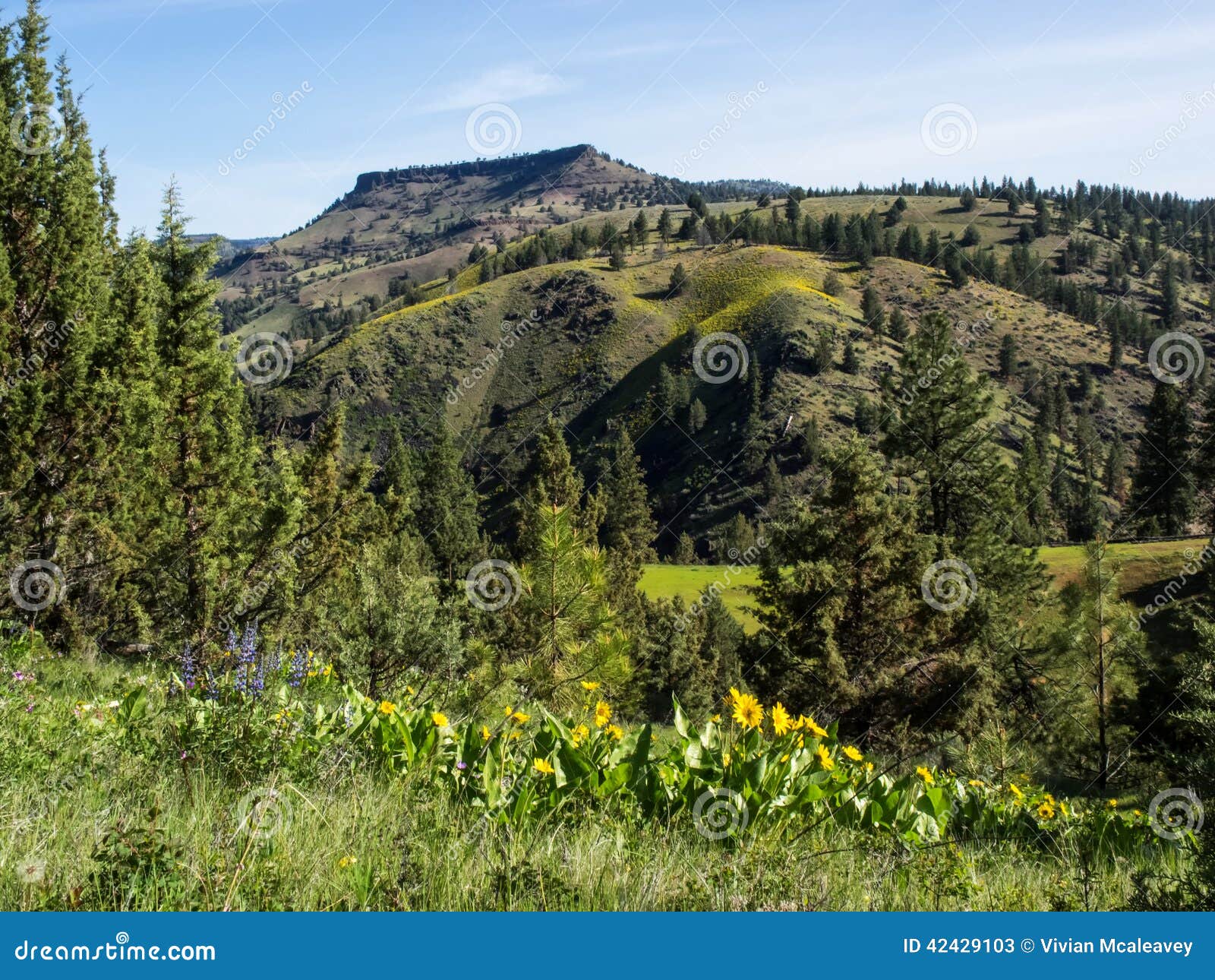 Mountain Foothills in Spring Stock Image - Image of scenic, rolling ...