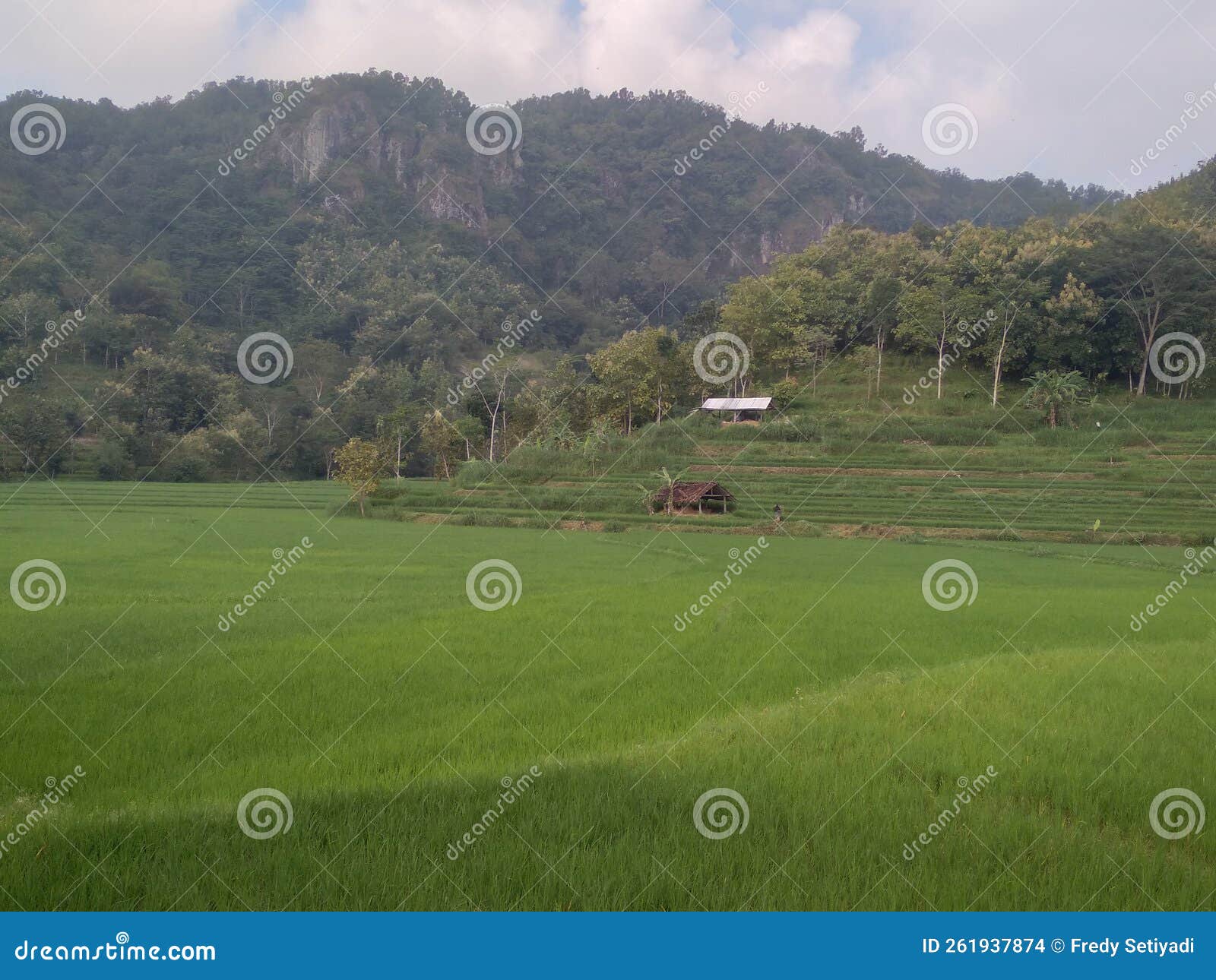 Mountain and forest stock photo. Image of forest, tree - 261937874