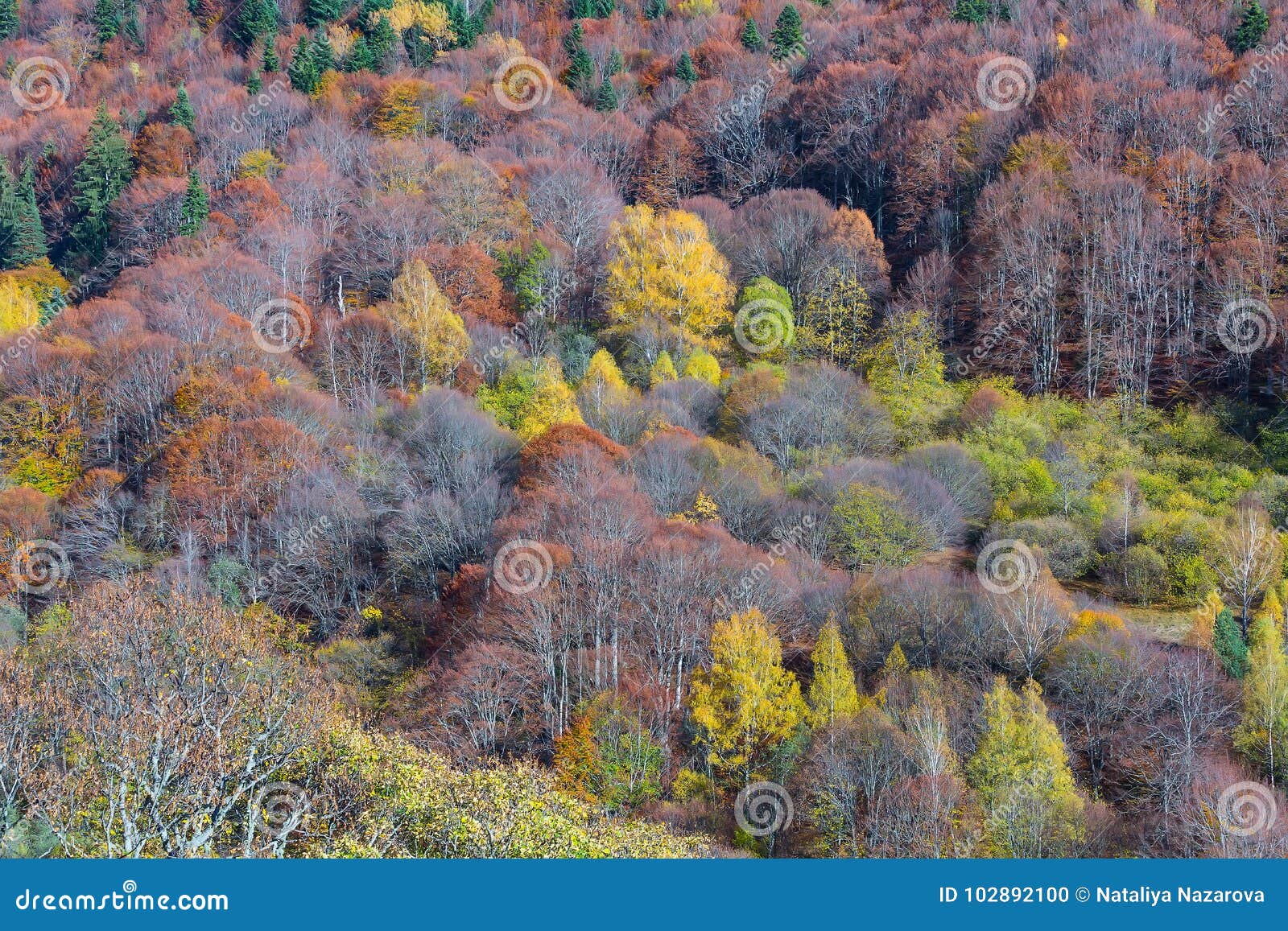 Mountain Forest in Autumn Color Trees Texture Background Stock Photo ...