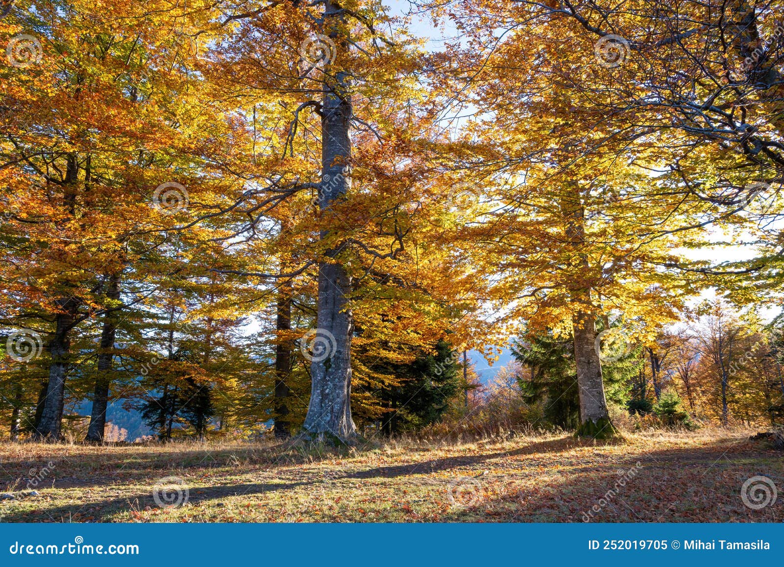 Mountain Forest in Autumn, Orange Colors Stock Image - Image of path ...