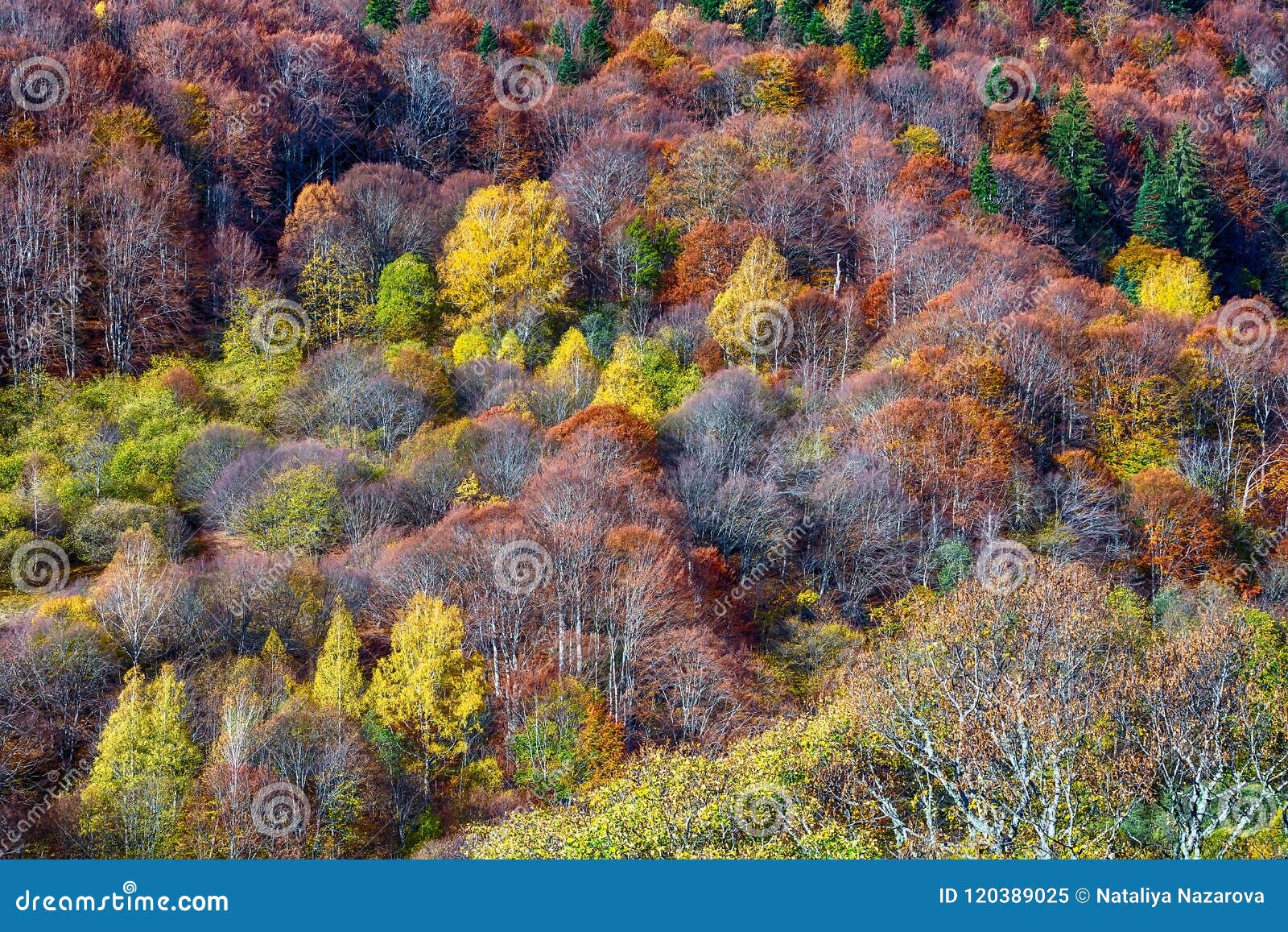Mountain Forest in Autumn Trees Texture Background Stock Image - Image ...