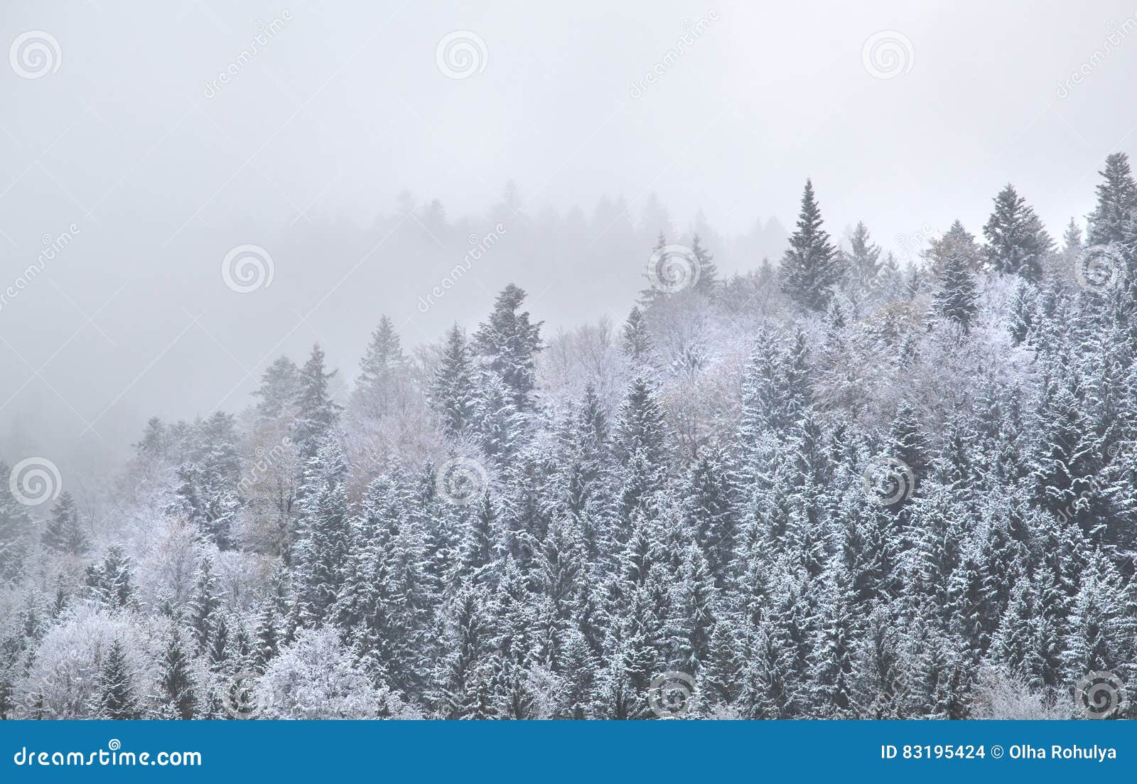 Mountain Forest in Dense Winter Fog Stock Photo - Image of alpine ...