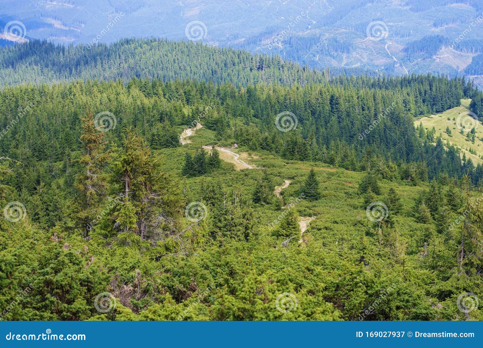 Mountain Forest with Haze on Trees Stock Image - Image of foggy ...