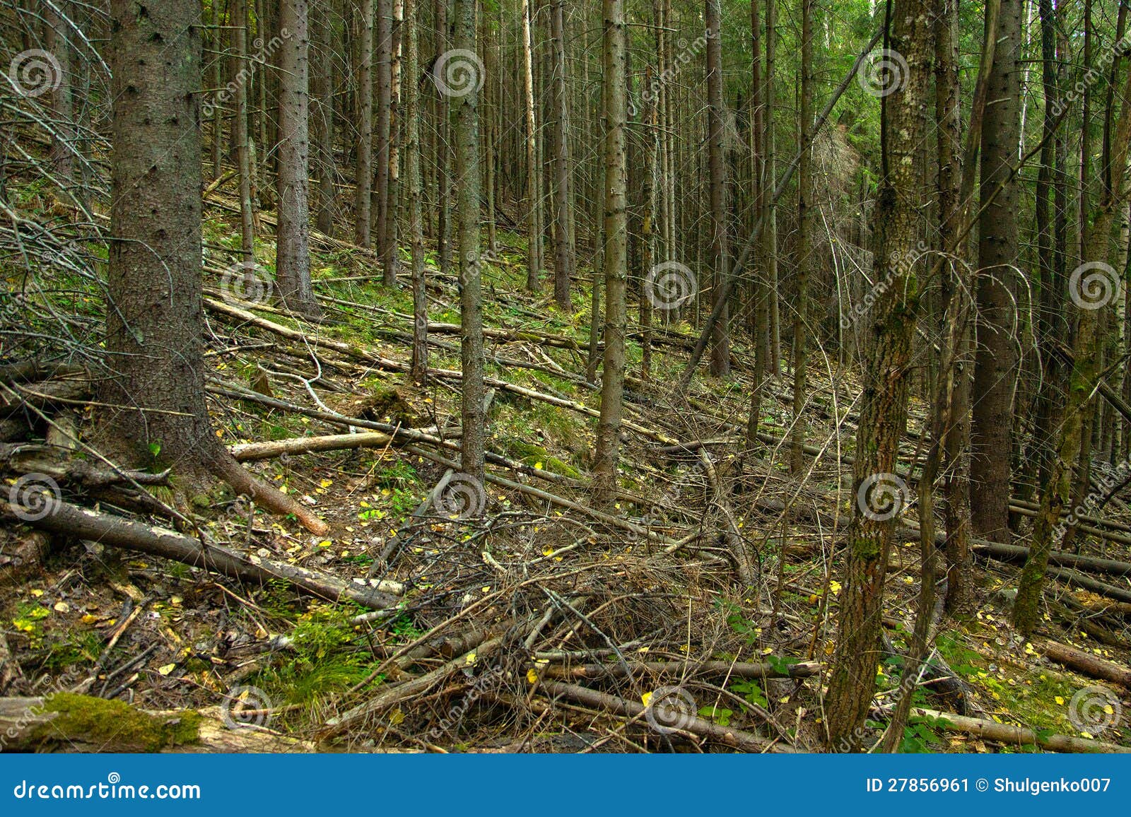 Mountain Forest after Hurricane Stock Image - Image of disaster ...