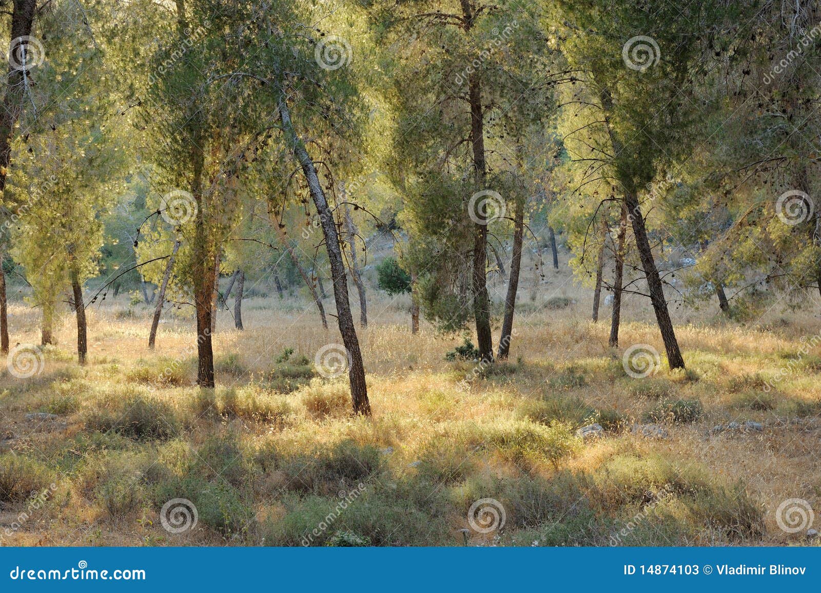 Mountain forest in Israel stock image. Image of mountains - 14874103