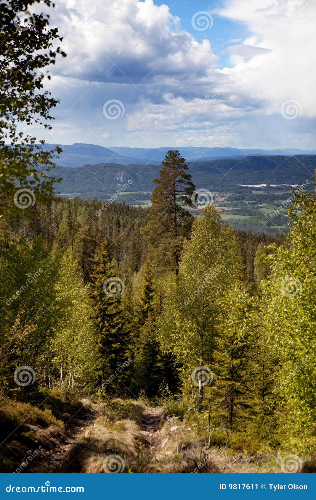 Mountain Forest Landscape stock image. Image of horizon - 9817611