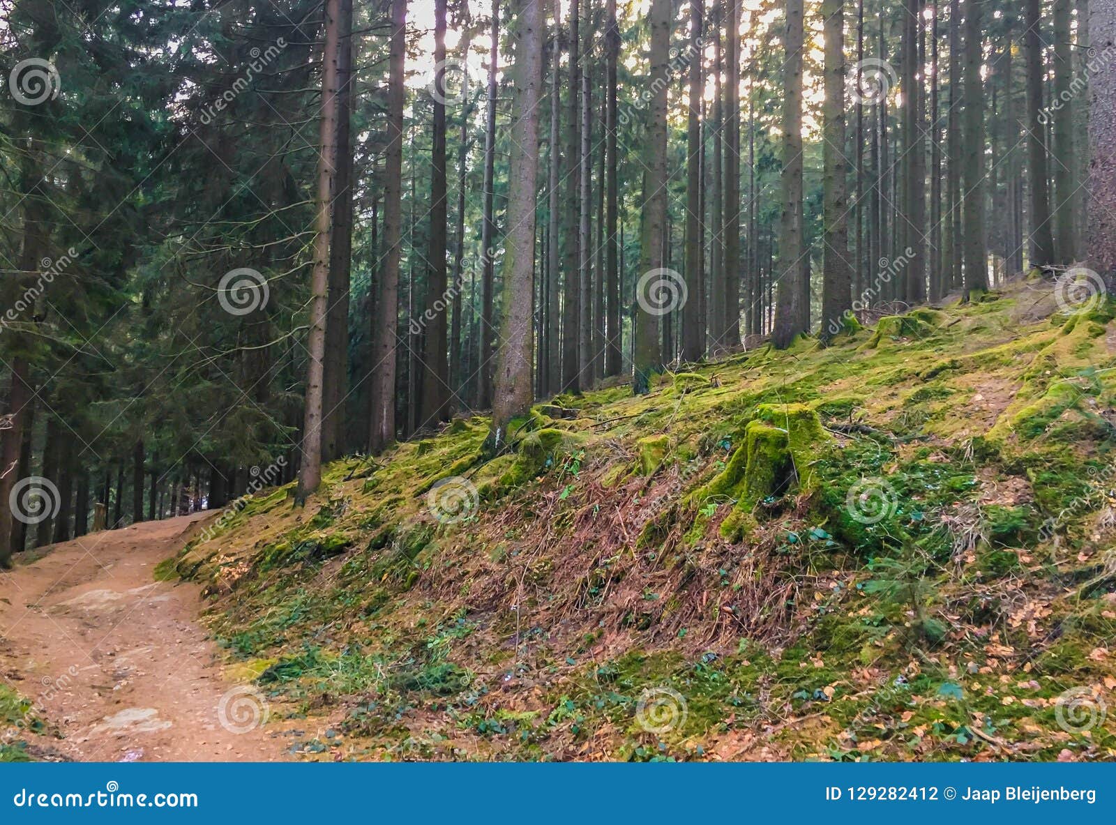 Mountain Forest Landscape Scene with Green Hill Sand Path Road and Tree ...