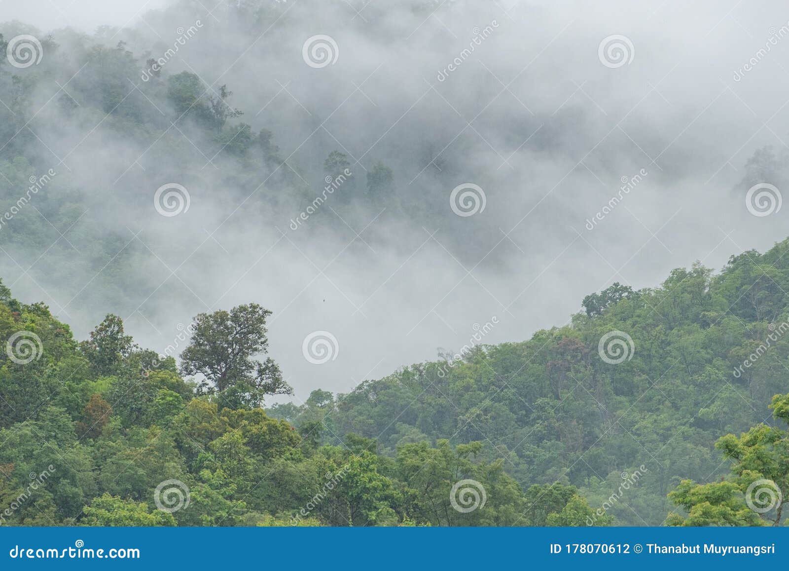 Mountain Forest in the Mist after Rain in Morning Fresh Feeling Fresh ...