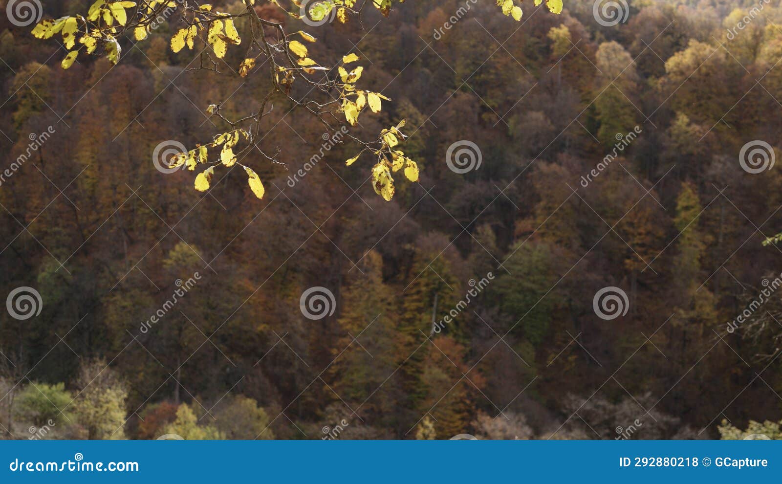 Mountain Forest in October with Some Falling Leaves Stock Photo - Image ...