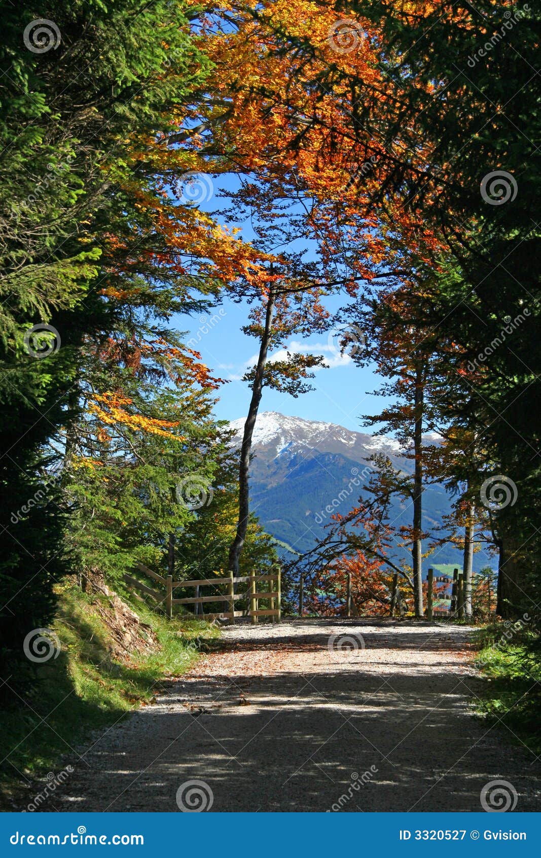 Mountain Forest Path stock image. Image of scenery, forest - 3320527