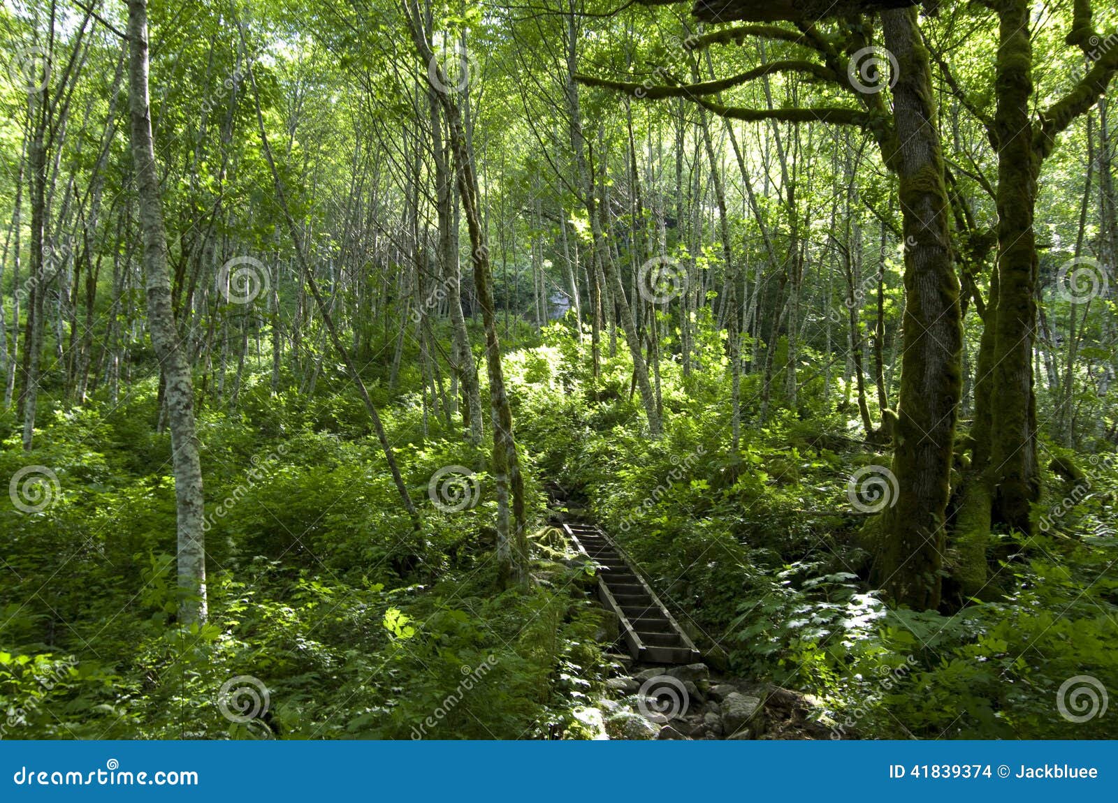Mountain forest path stock photo. Image of trees, mole - 41839374