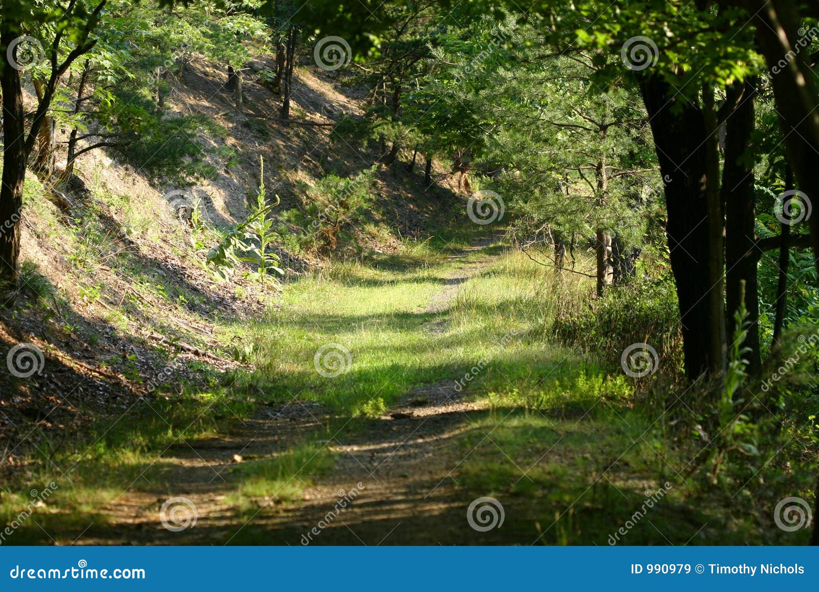 Mountain Forest Path or Trail Stock Image - Image of nature, forest: 990979