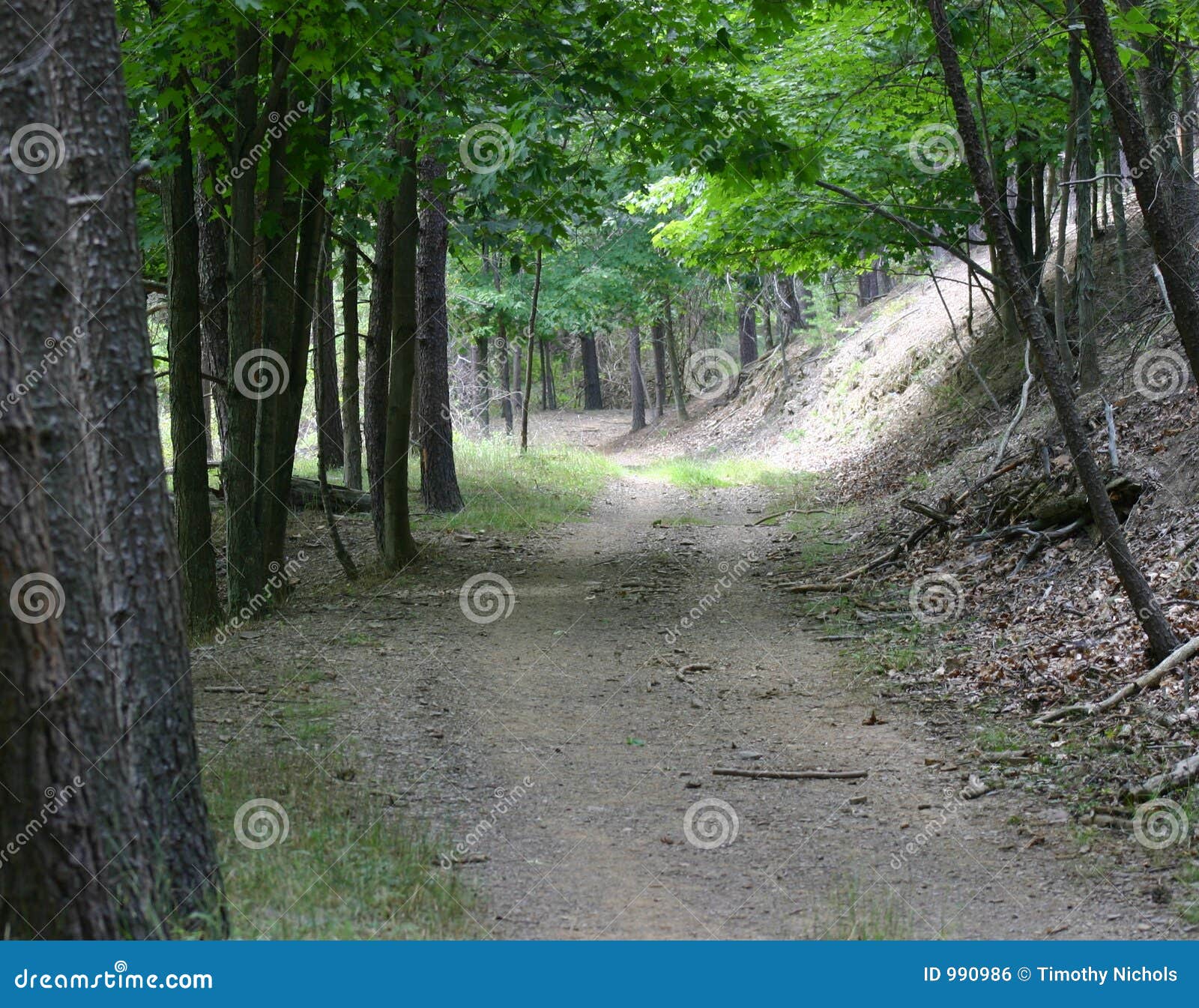 Mountain Forest Path or Trail Stock Photo - Image of woods, trail: 990986