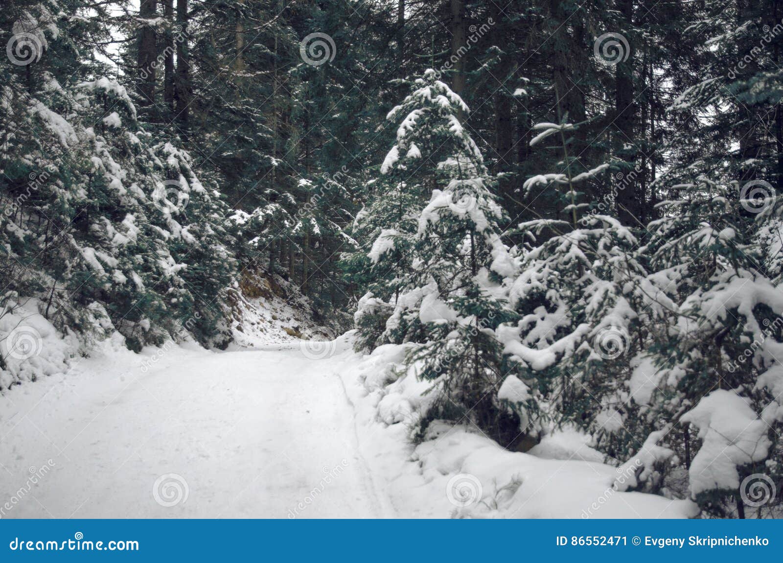 Mountain Forest River Road Snow View Stock Image - Image of sunlight ...