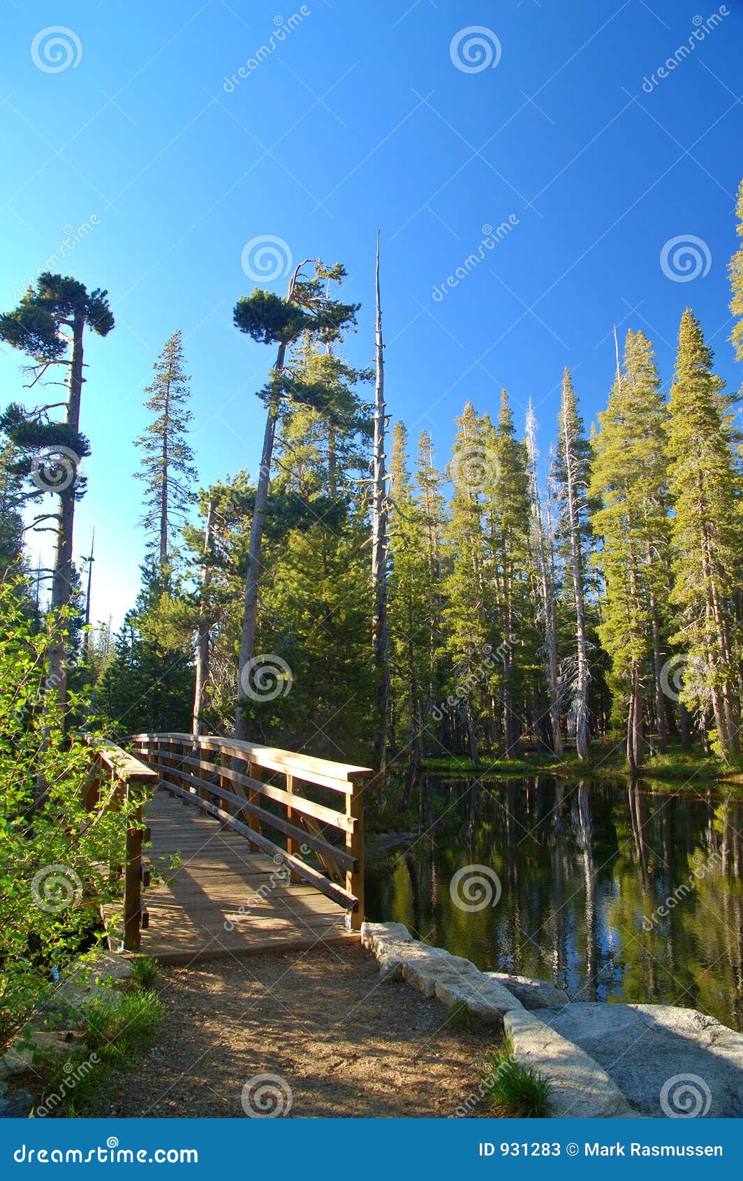 Mountain forest in spring stock image. Image of plant, growing - 931283