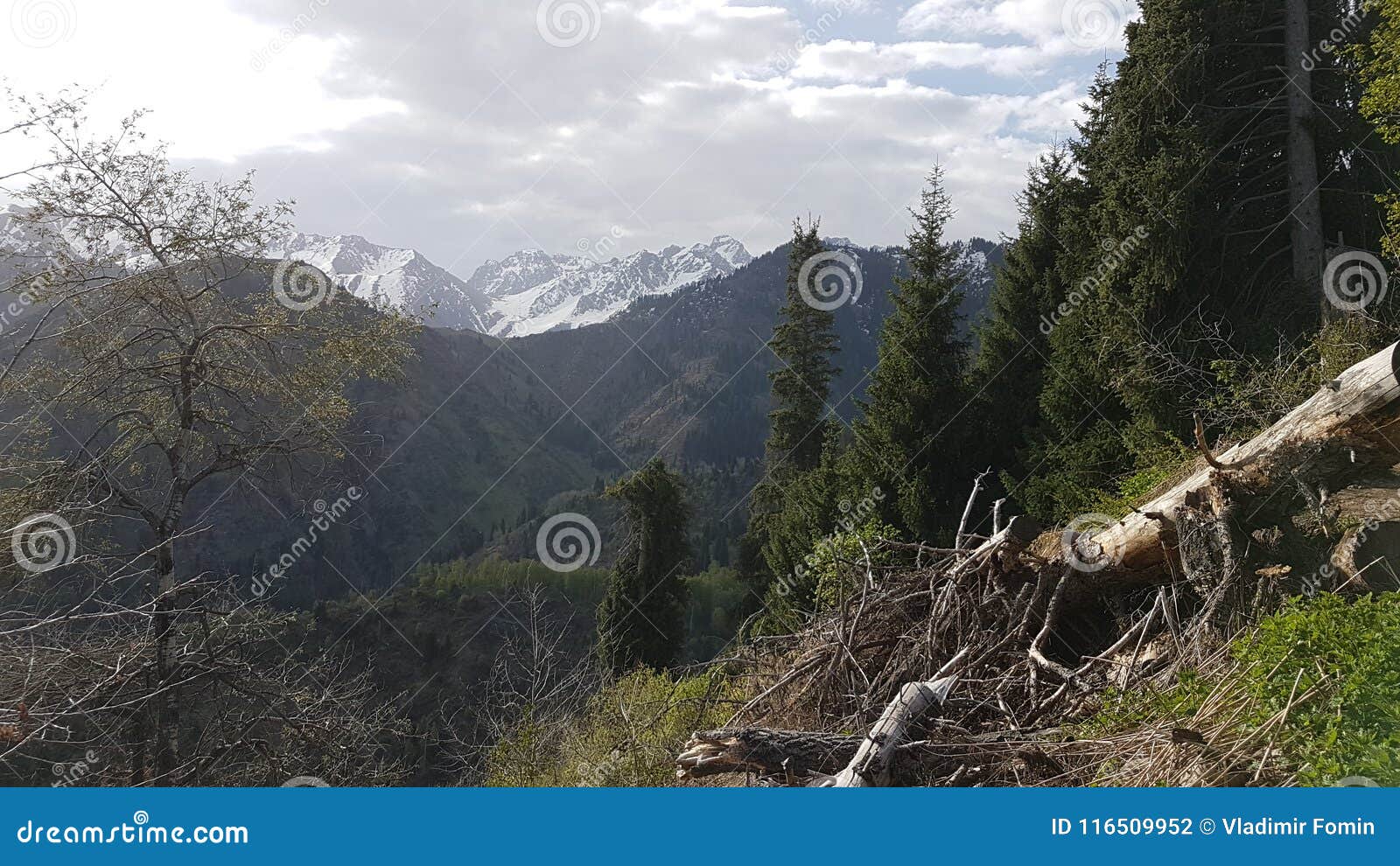 Forest in the mountains. stock photo. Image of spring - 116509952