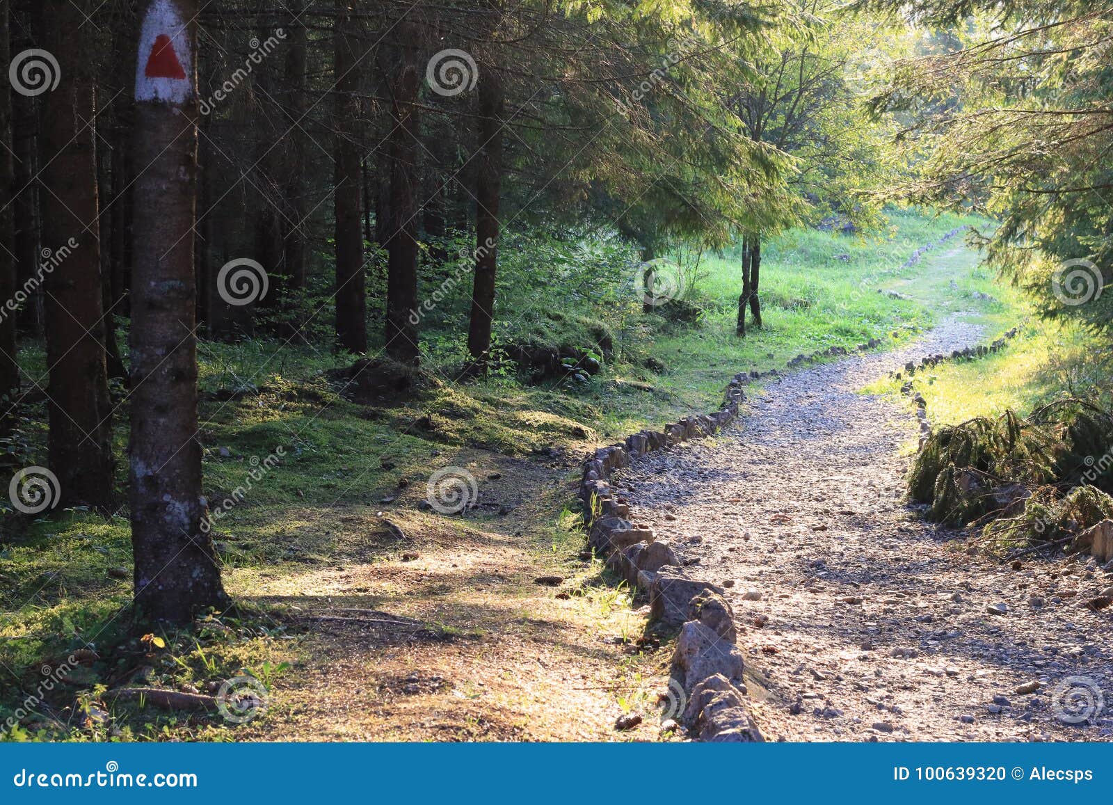Mountain Forest Stone Path Marked Route at Sunset Stock Photo - Image ...