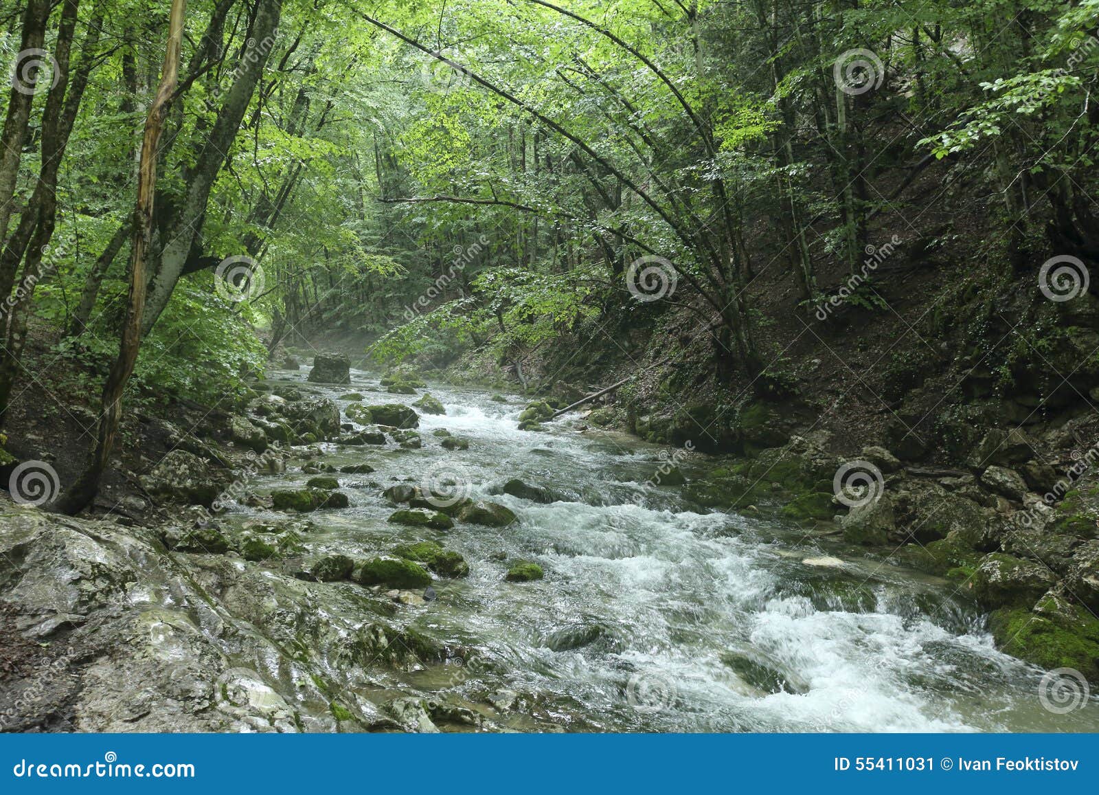 Mountain forest stream stock image. Image of lush, evergreens - 55411031