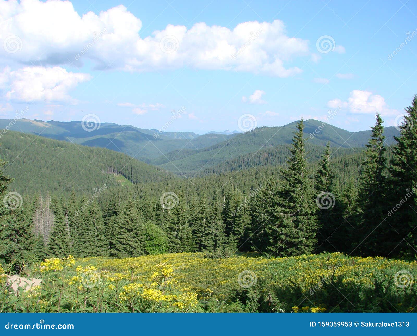 Mountain Forest Tree Tops Landscape. Mountain Trees View. Green Valley ...