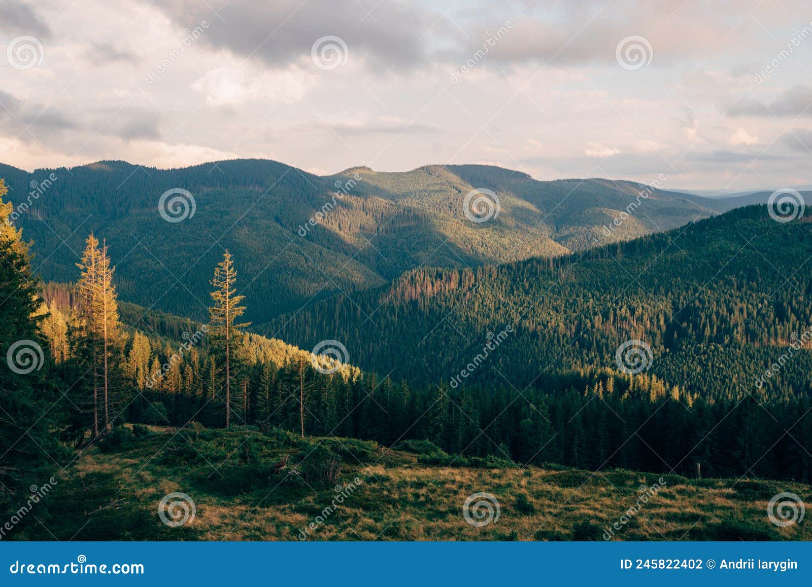 Mountain Forest Trees Landscape Stock Photo - Image of pine, scenic ...