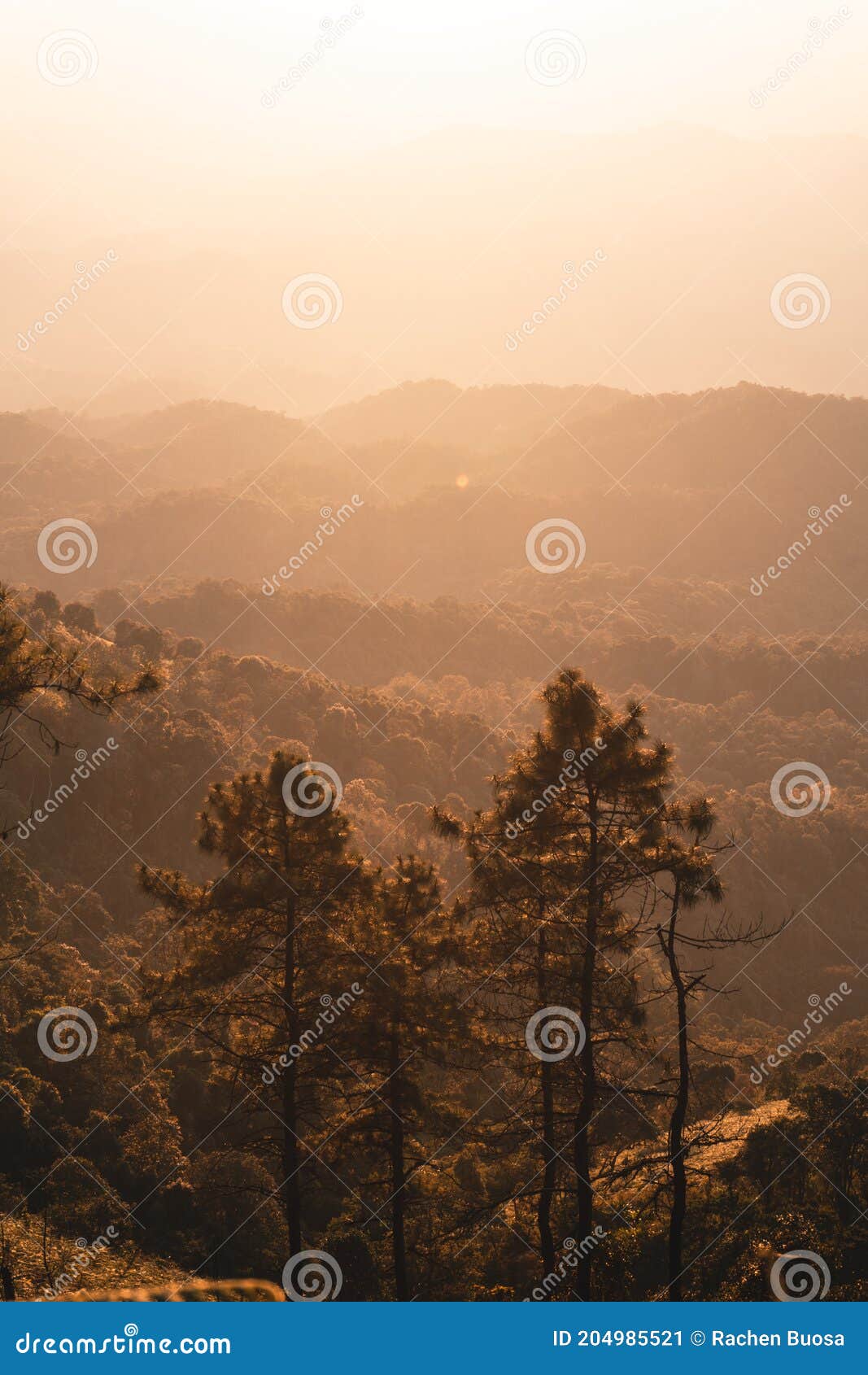 Mountain Forest View in the Evening Stock Image - Image of mountain ...