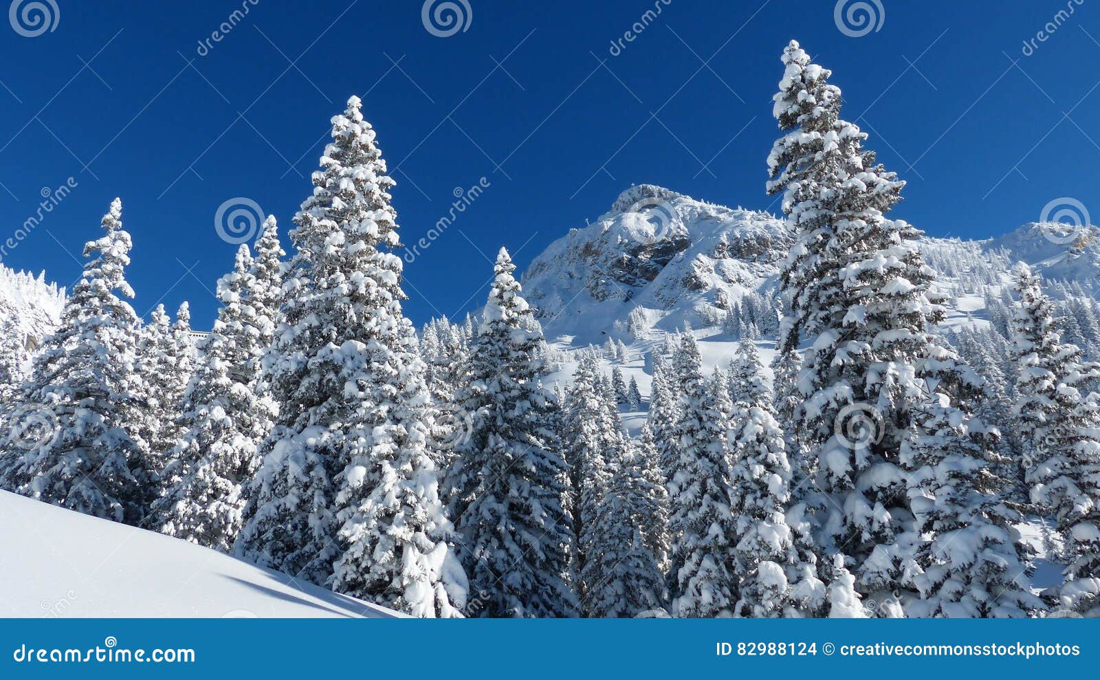 Mountain Forest In Winter Picture. Image: 82988124