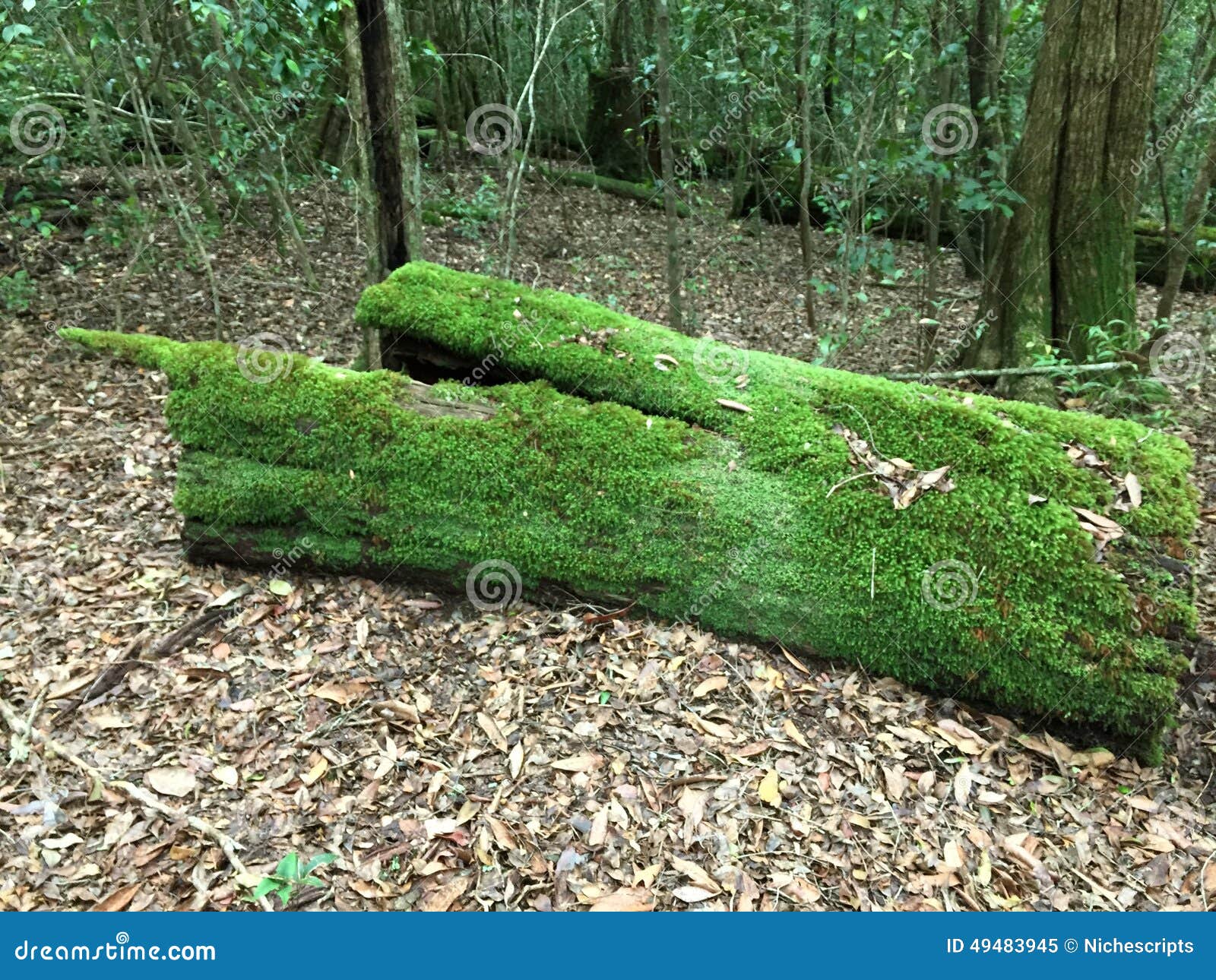 Mountain Forrest mossy log stock image. Image of mountain - 49483945