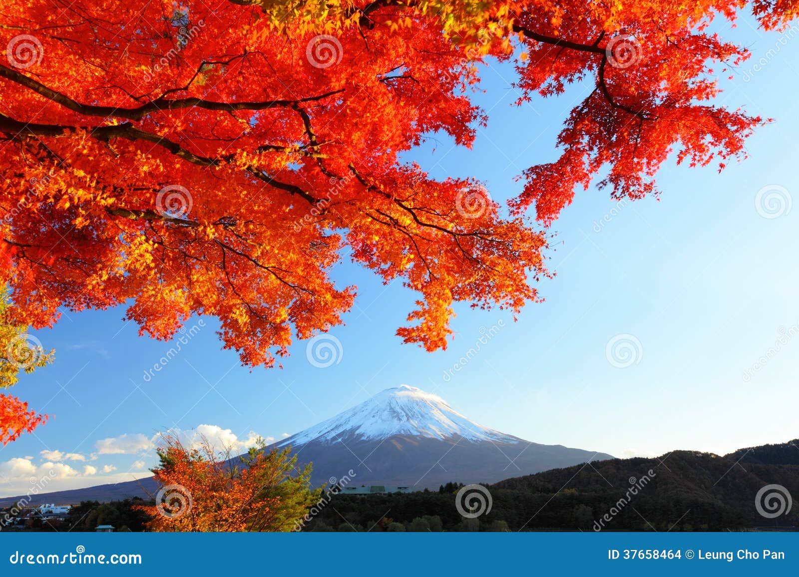 Mountain Fuji and Maple Tree Stock Photo - Image of mountain, fuji ...
