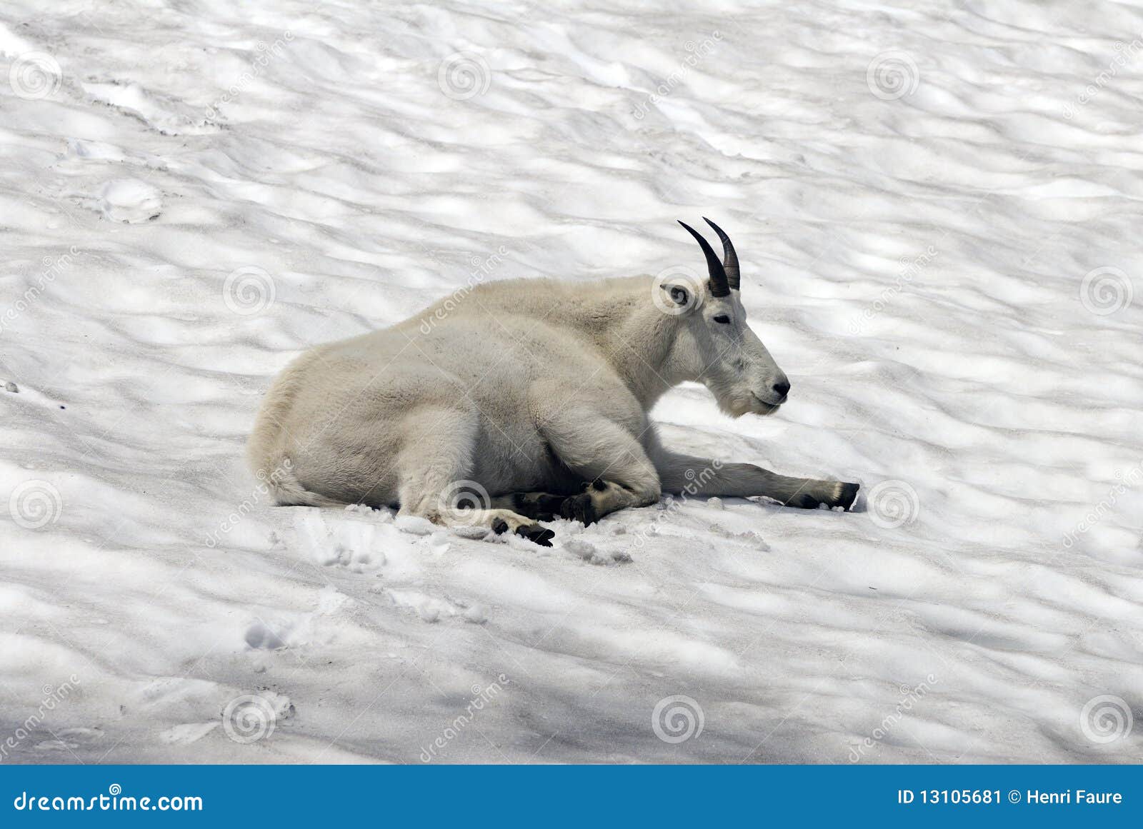 Mountain goat stock image. Image of national, mountain - 13105681