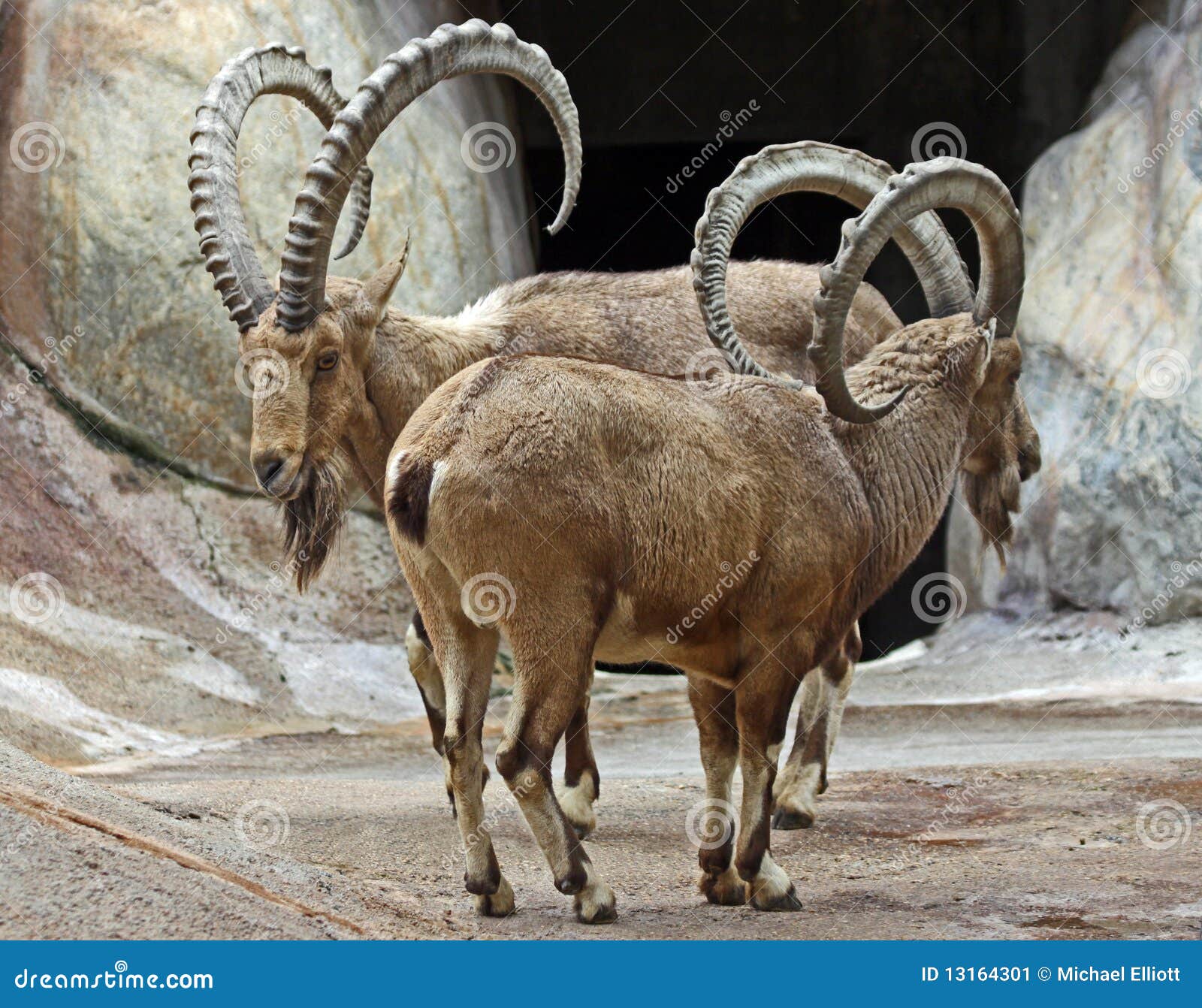 Mountain Goat stock image. Image of adult, african, mephoto - 13164301