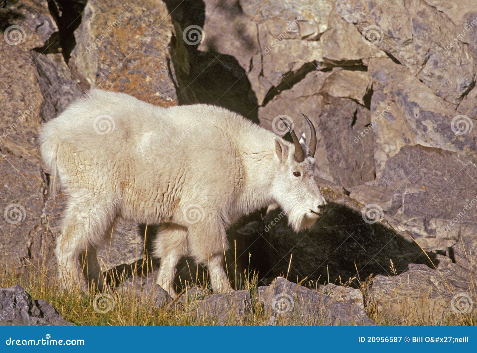Mountain Goat Beard